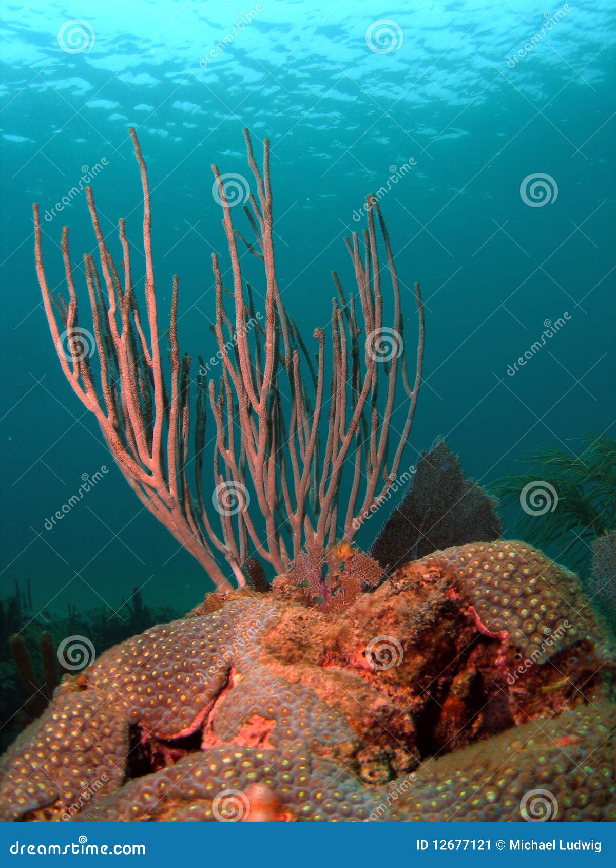 Sea Rod Coral stock image. Image of underwater, scuba - 12677121
