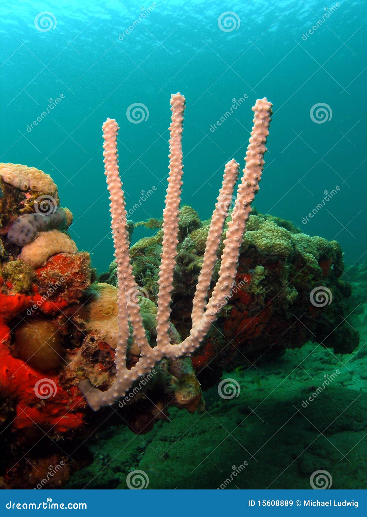 Sea Rod Coral stock image. Image of aqua, natural, swimming - 15608889