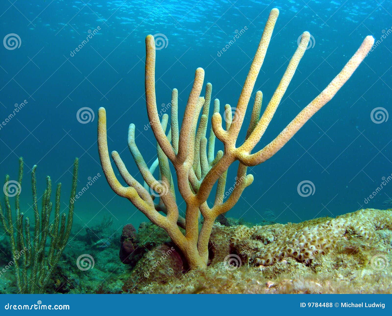 Sea Rod Coral stock photo. Image of coral, deep, underwater - 9784488
