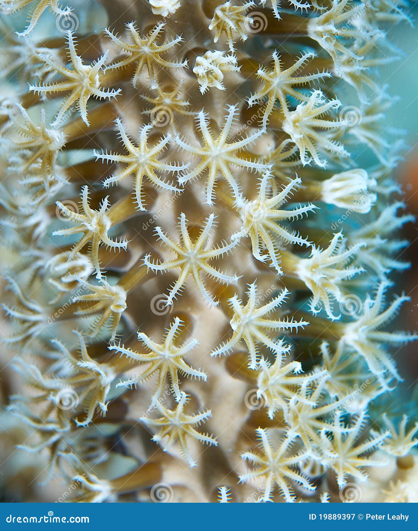 Sea Rod Polyps stock image. Image of water, blue, pacific - 19889397