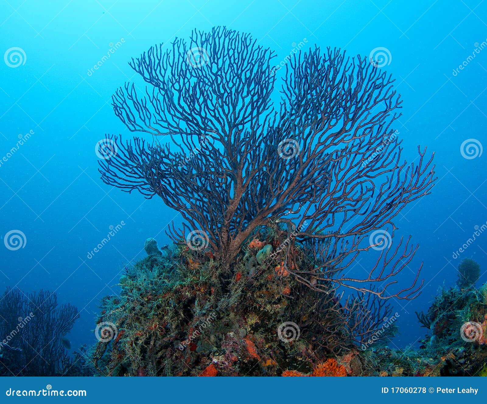 Sea Rod Reef Composition. stock photo. Image of aquarium - 17060278
