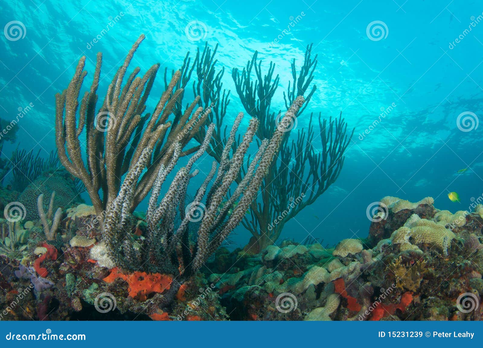 Sea Rods on a coral ledge. stock image. Image of reef - 15231239
