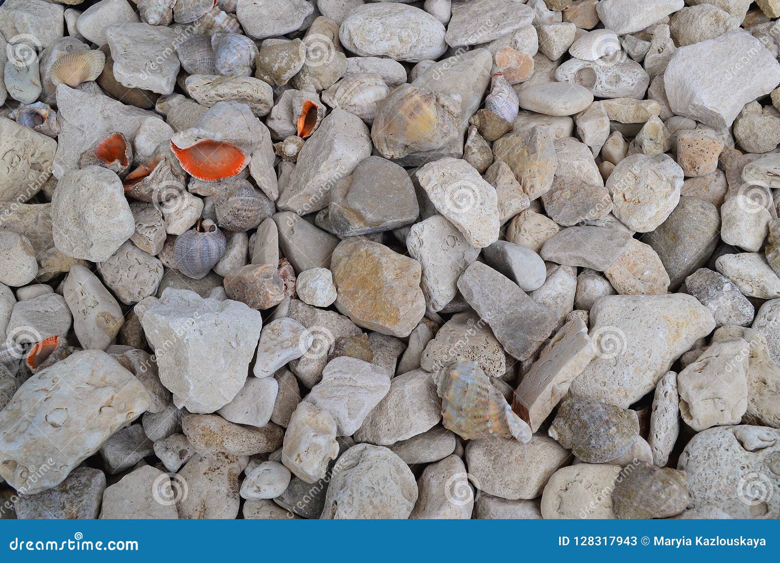 Sea-rolled Gray and Beige Pieces of Shell Rock and Empty Rapan Shells ...