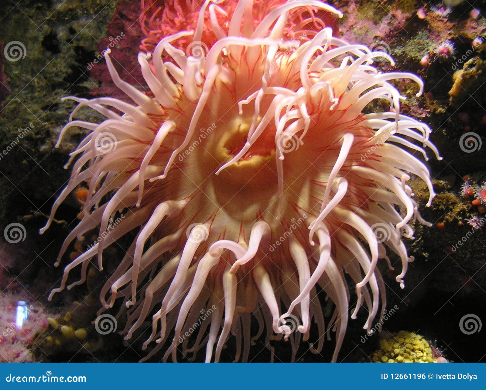 Sea rose stock photo. Image of submarine, please, oceans - 12661196