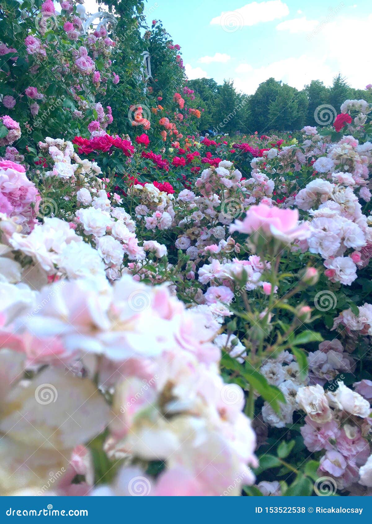 Sea of roses stock photo. Image of background, beauty - 153522538