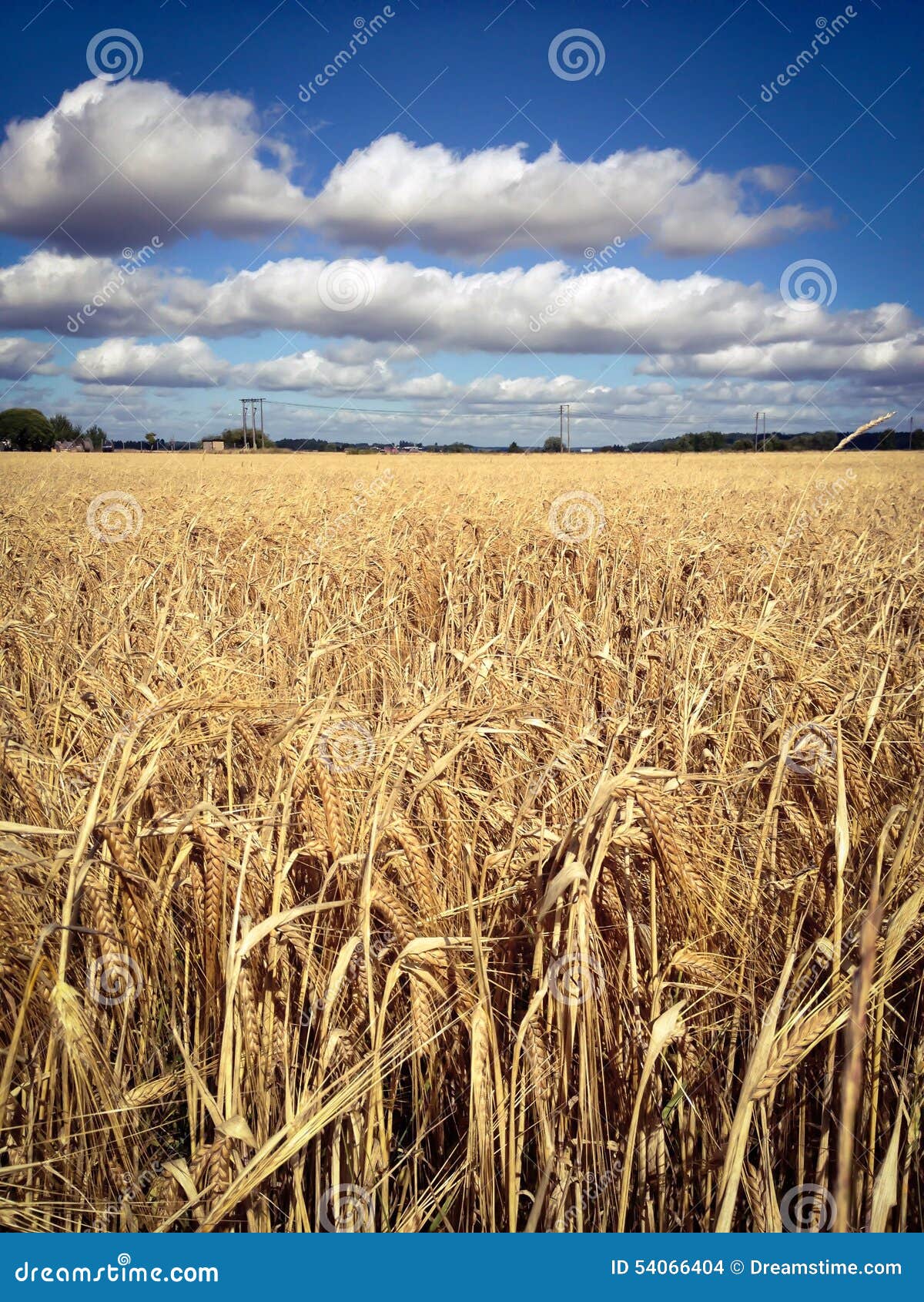 Sea of rye stock photo. Image of crops, field, autumn - 54066404