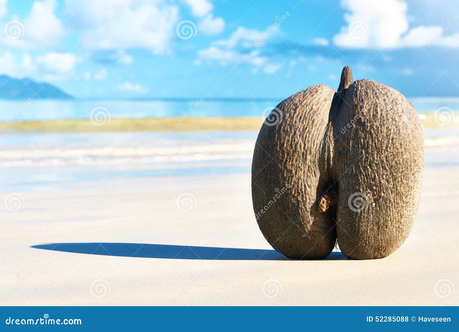Sea S Coconuts (coco De Mer) on Beach at Seychelles Stock Photo - Image ...