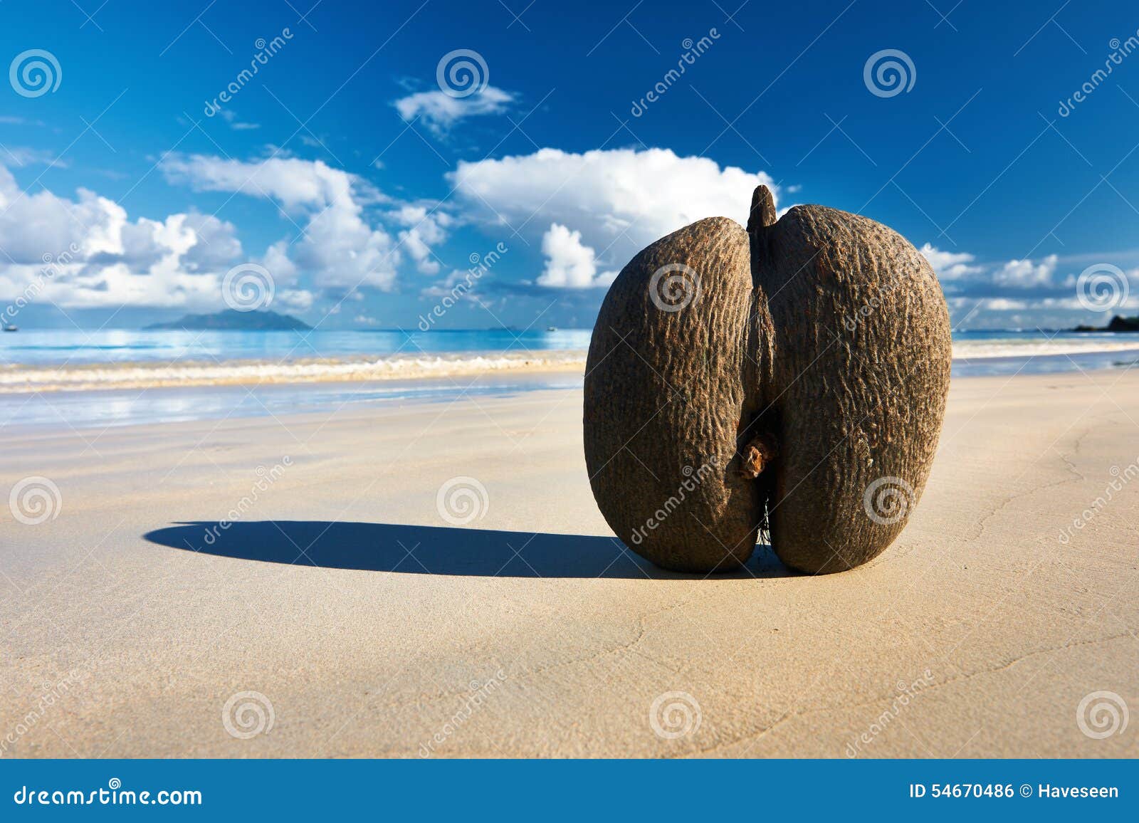 Sea S Coconuts (coco De Mer) on Beach at Seychelles Stock Photo - Image ...
