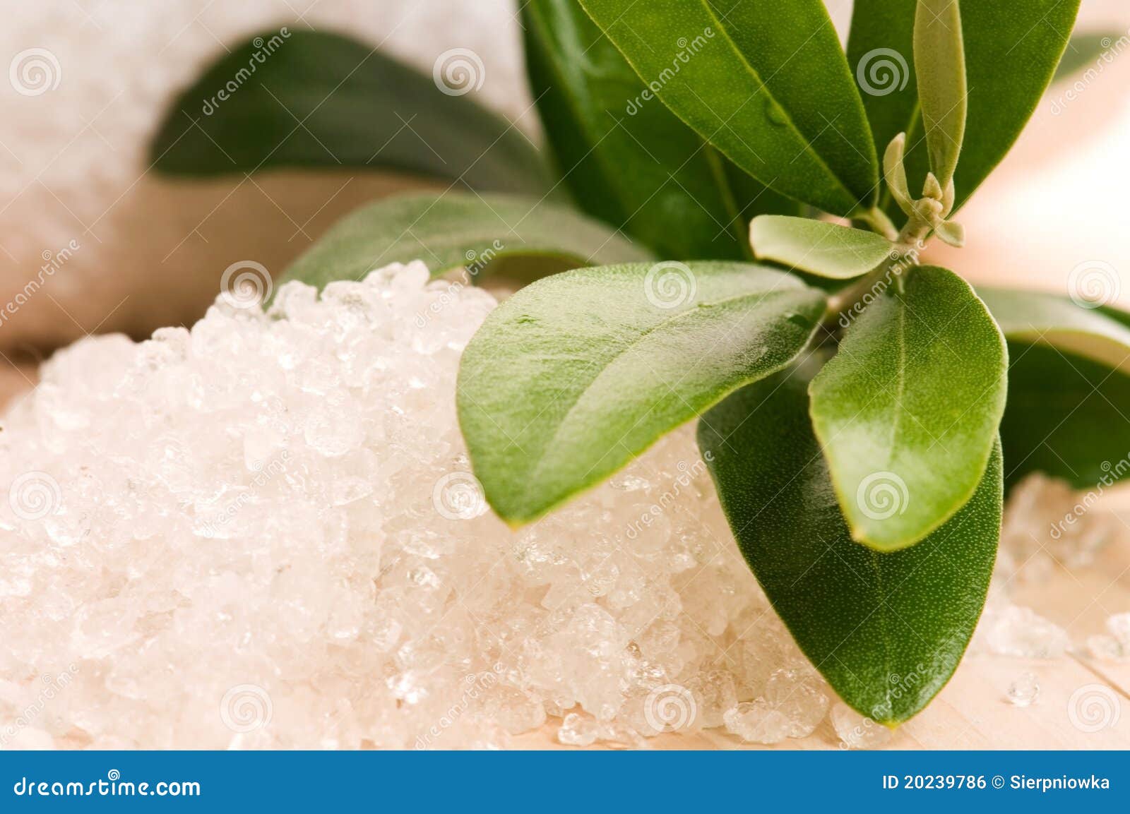 Sea Salt with Fresh Olive Branch Stock Photo - Image of lifestyle ...