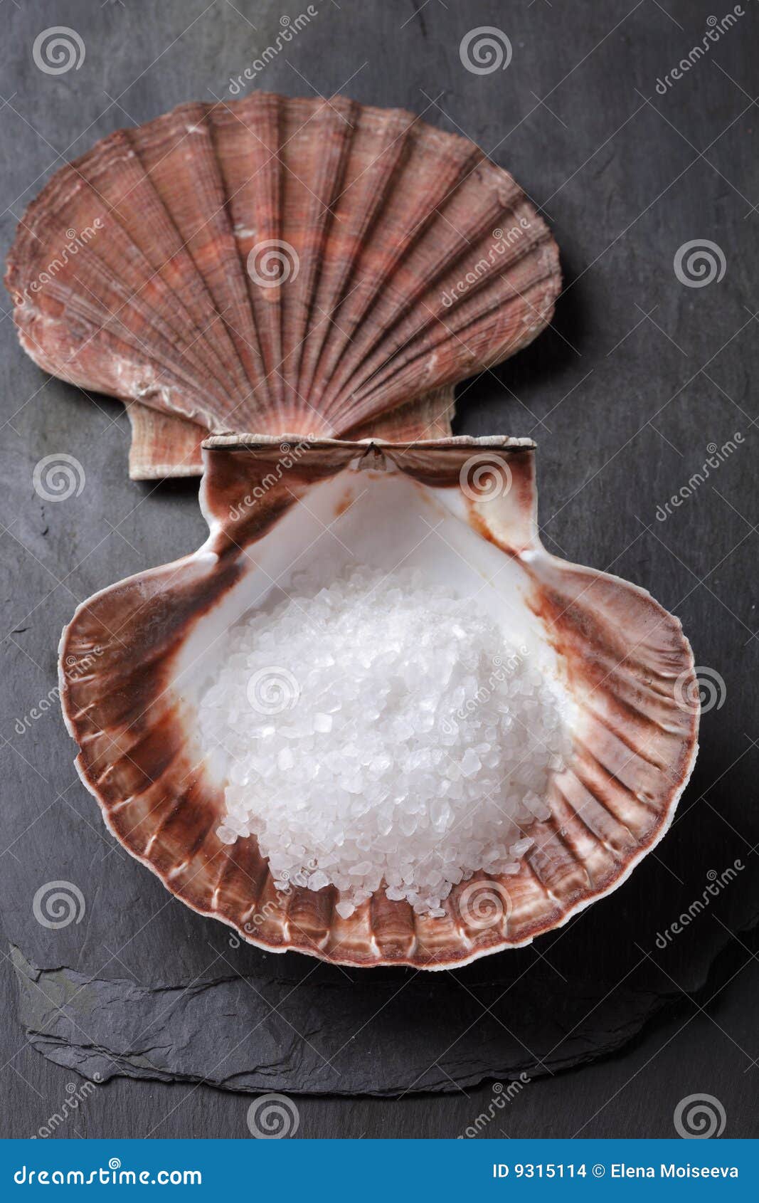 Scallop Shell Royalty-Free Stock Photo | CartoonDealer.com #2430717