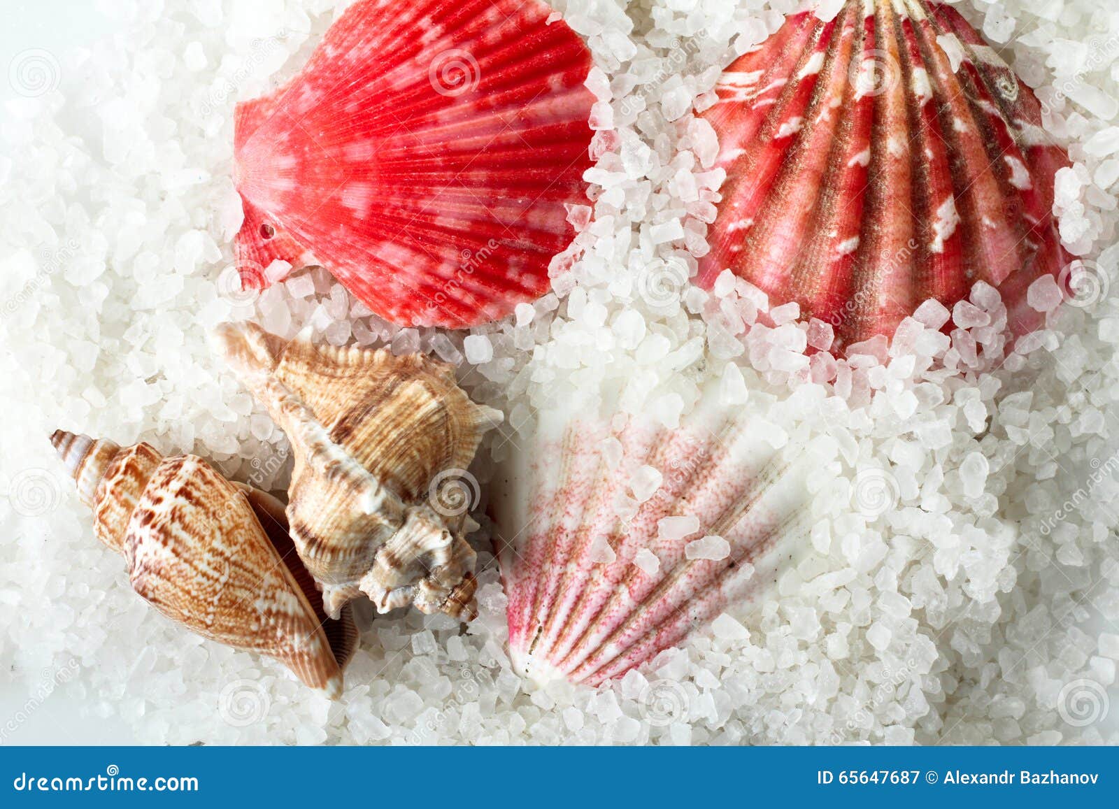 Sea salt and seashells stock image. Image of healthy - 65647687