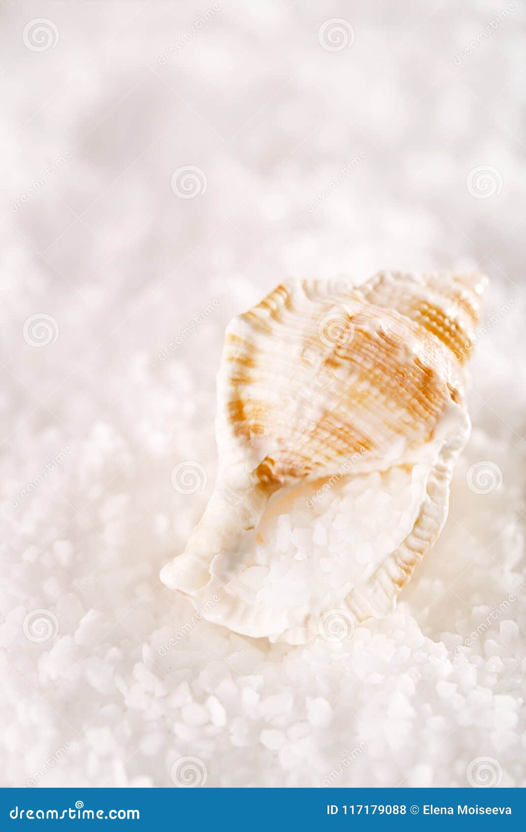 Sea Salt in Sea Shell on Salt Crystalls Stock Photo - Image of salt ...