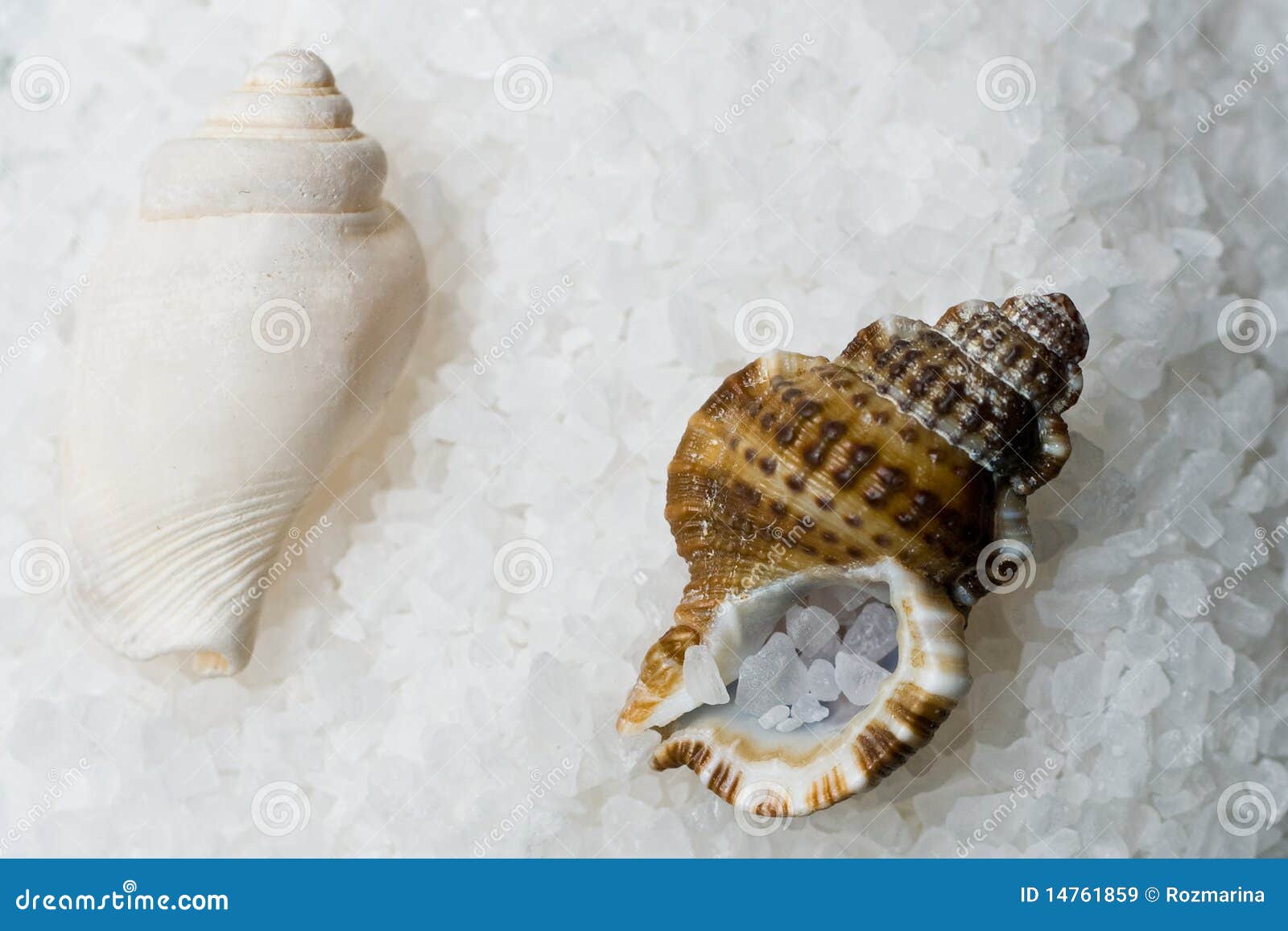 Sea salt in shell on salts stock image. Image of nature - 14761859