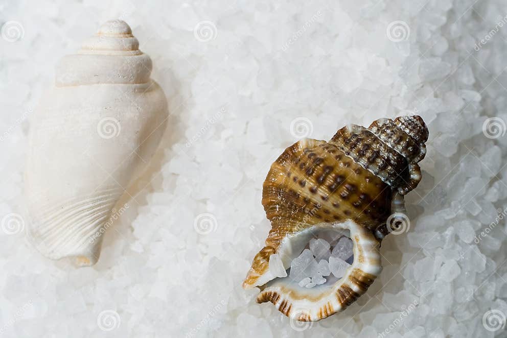 Sea salt in shell on salts stock image. Image of nature - 14761859