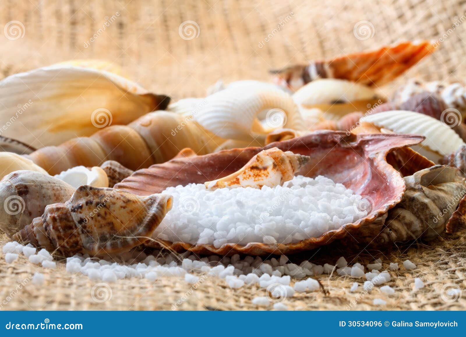 Sea salt and shells stock photo. Image of skin, arranged - 30534096