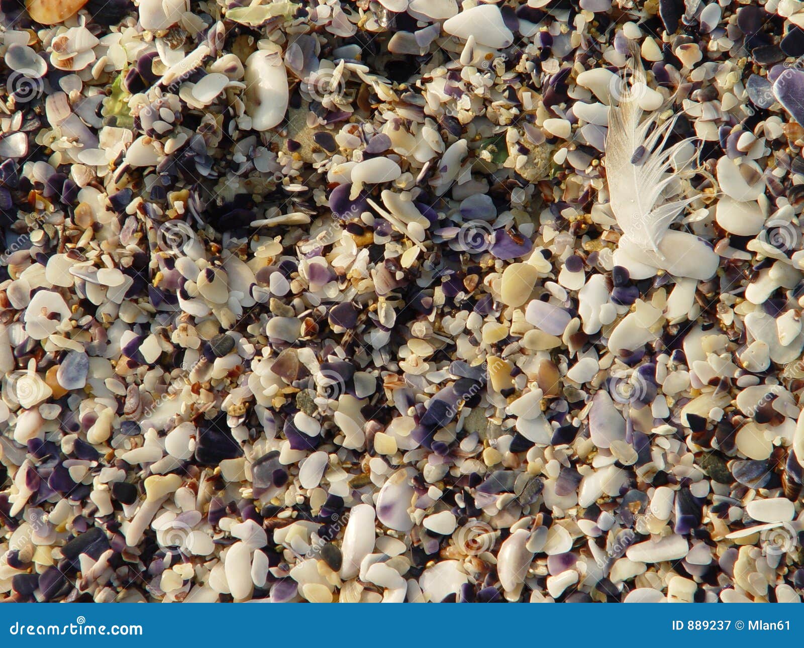 Sea sand stock image. Image of conch, brown, beach, summer - 889237