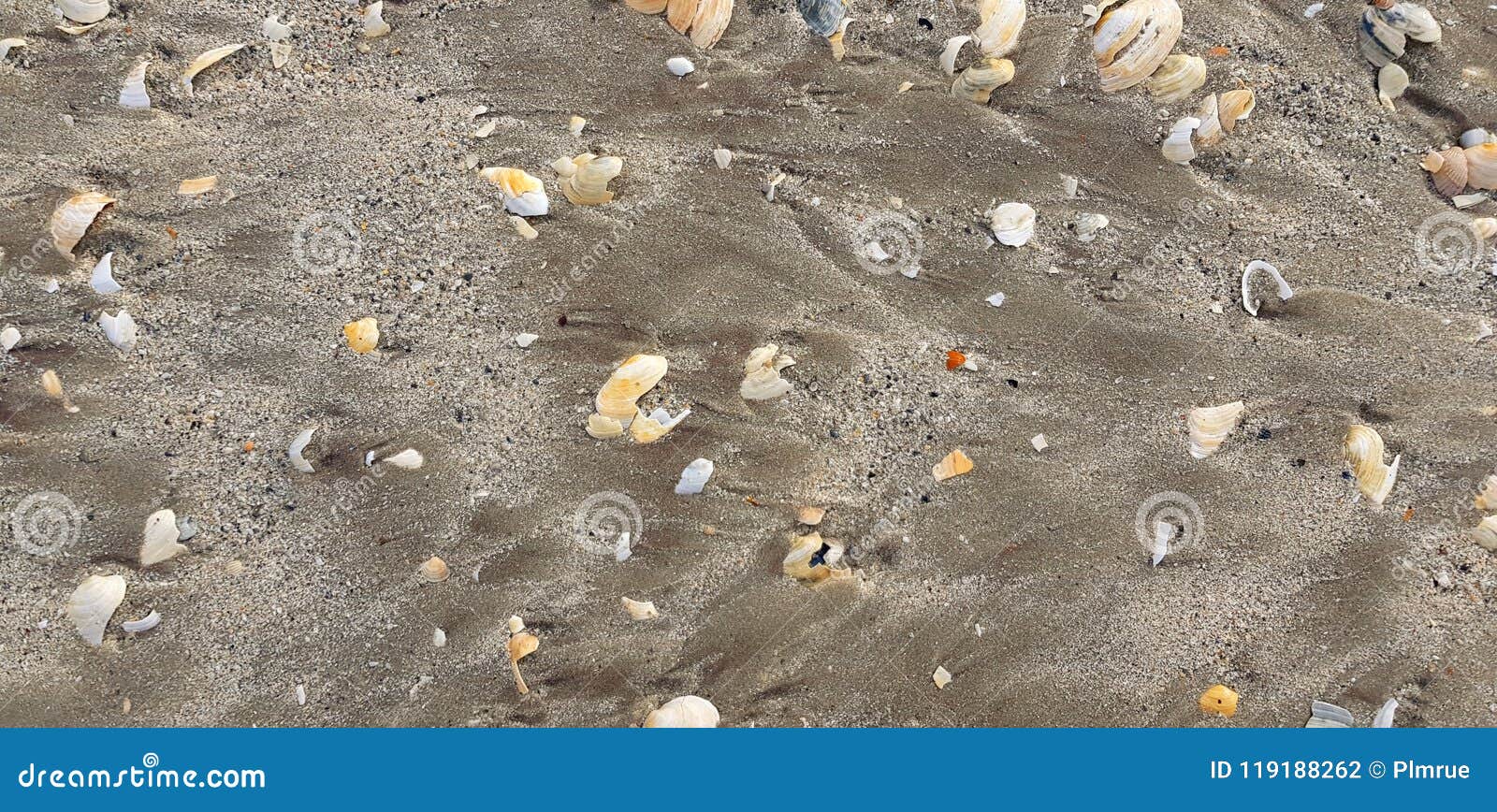 Sea sand and broken shells stock photo. Image of shells - 119188262