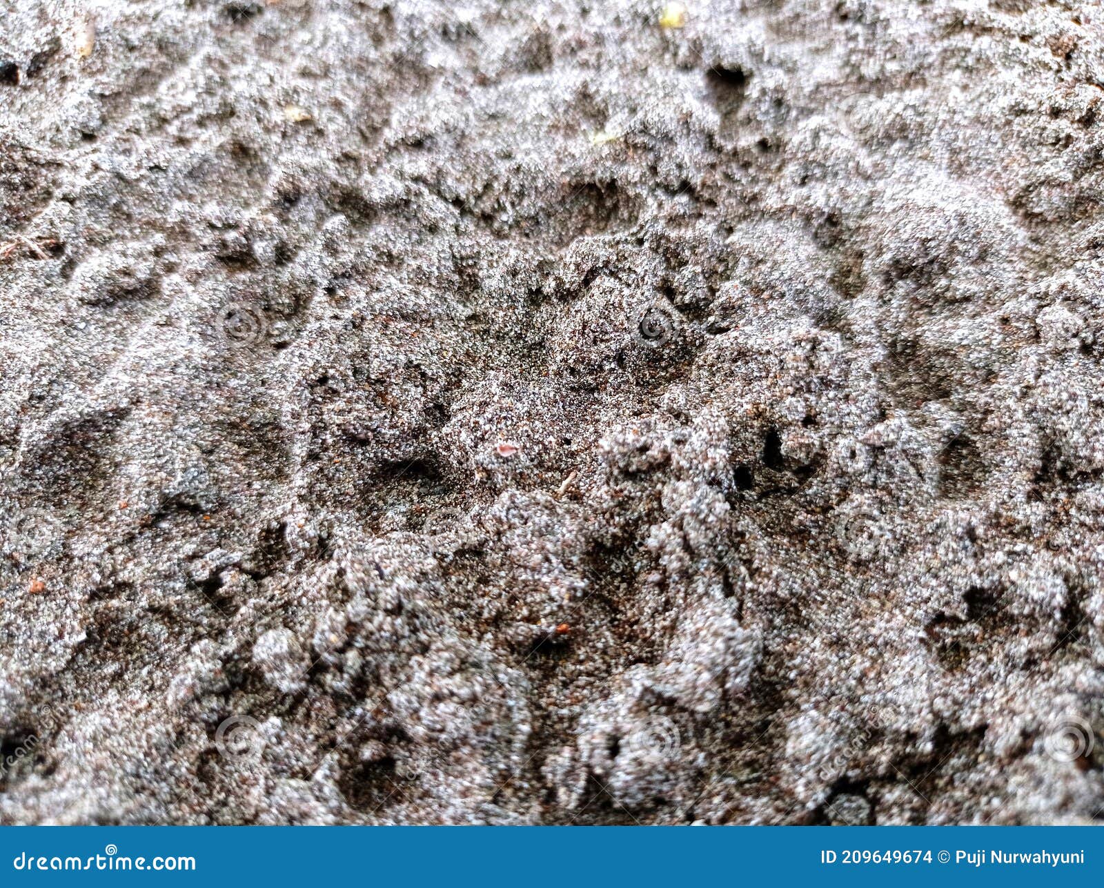 Grains Of LA Beach Sand And Shells Stock Photo | CartoonDealer.com ...