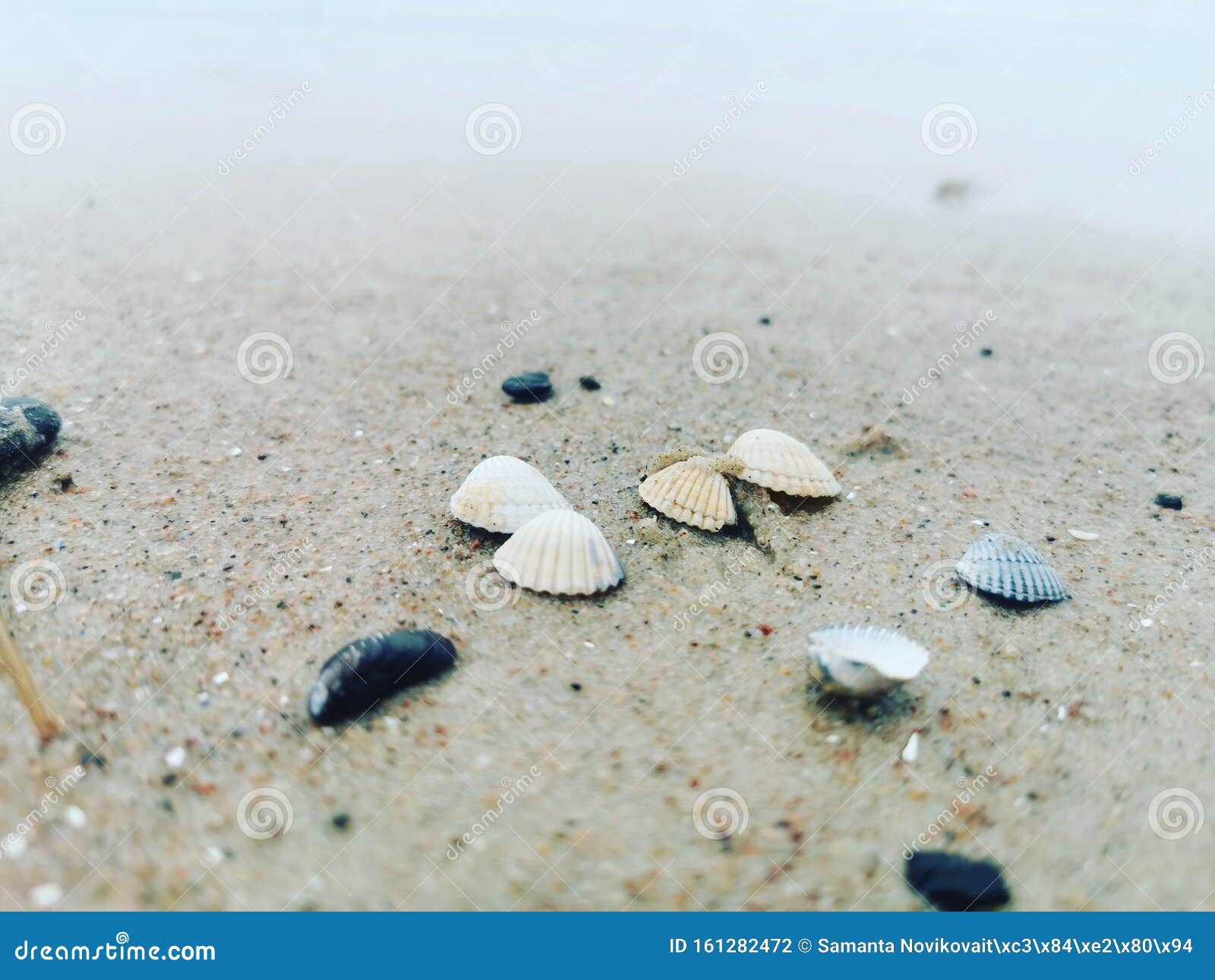 Sea Sand Shell Macro Wallpapers Stock Photo - Image of macro ...