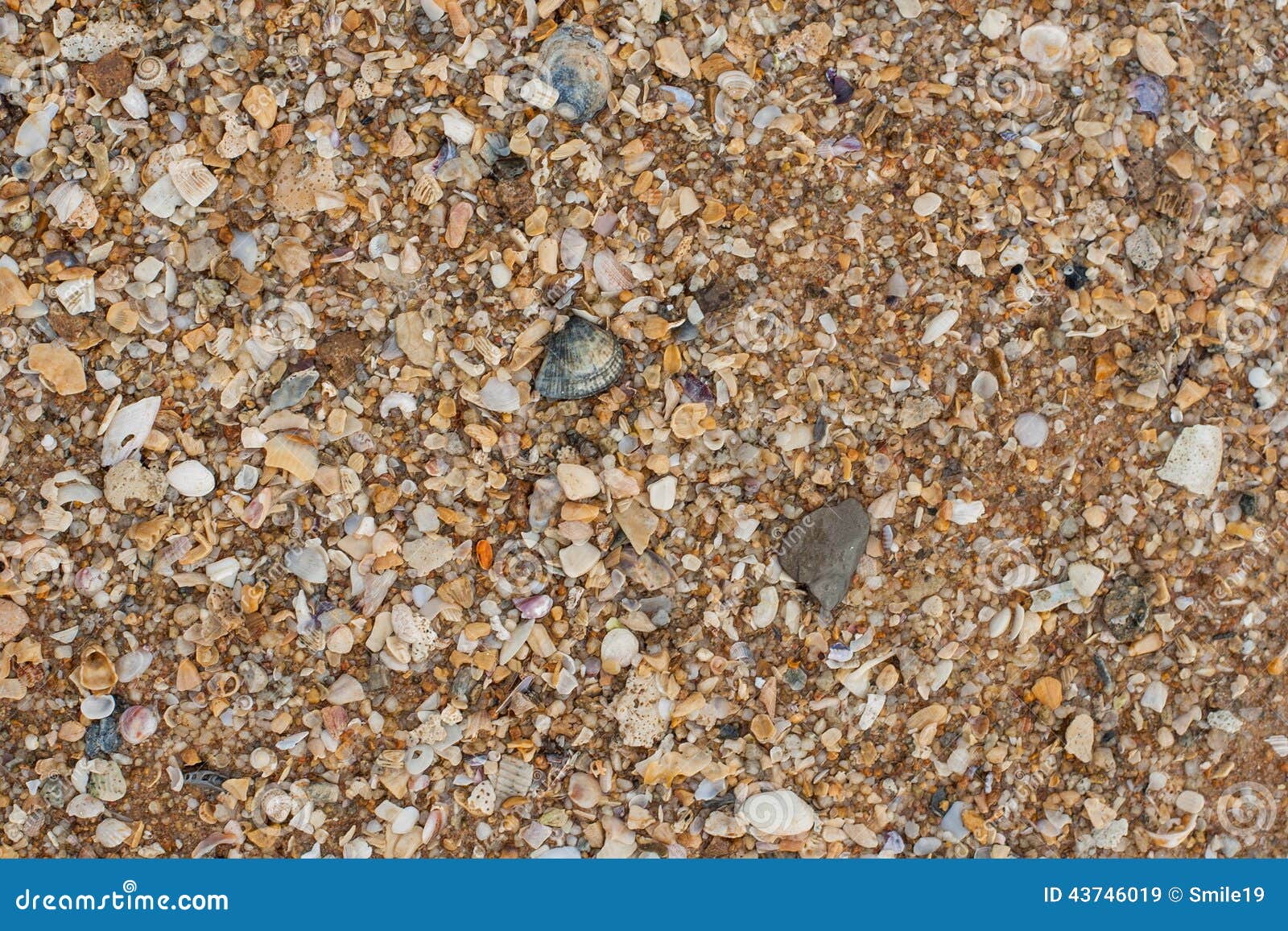 Sea Sand Texture Made of Shell and Stone Pieces. Stock Image - Image of ...