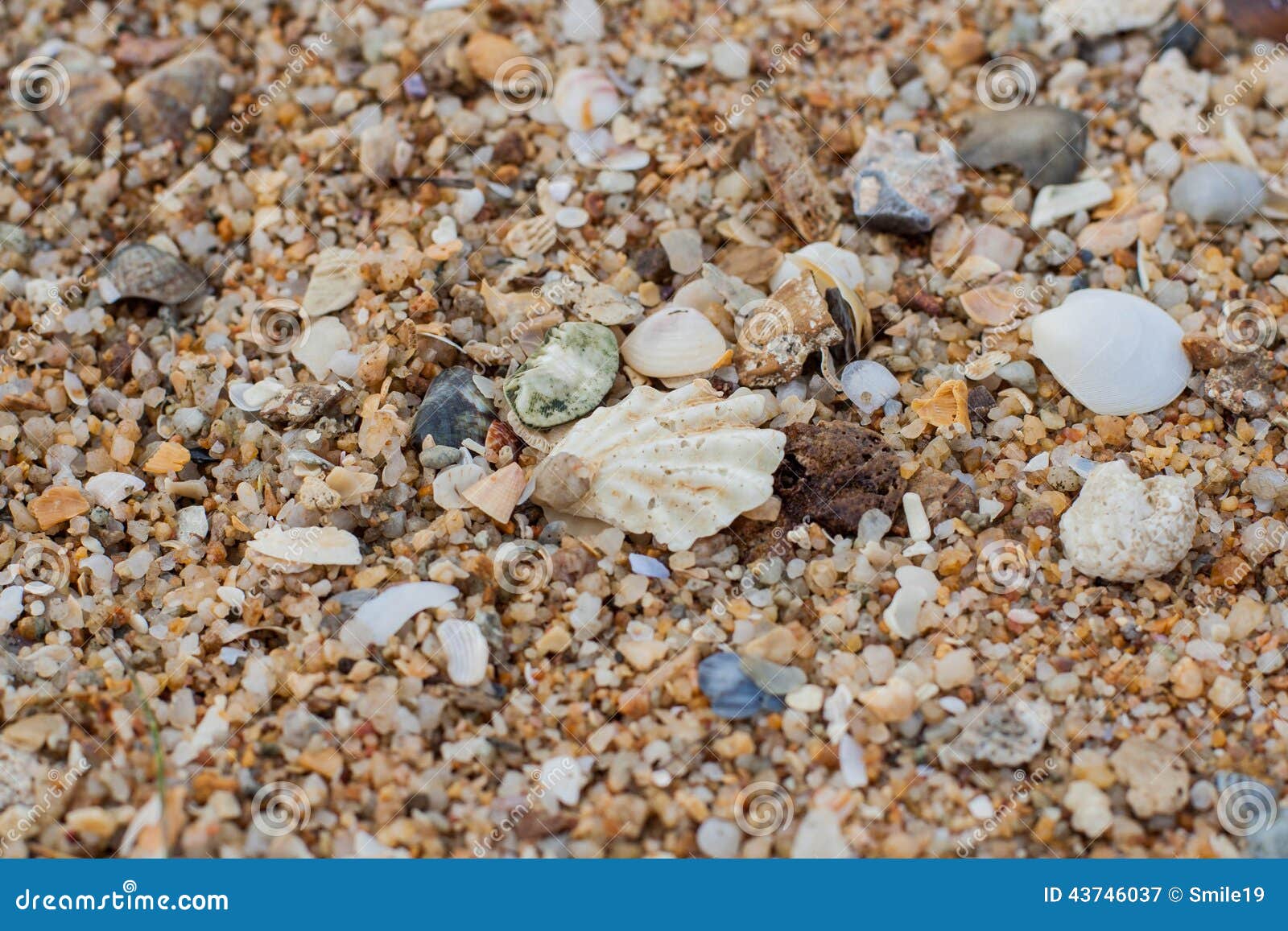 Sea Sand Texture Made of Shell and Stone Pieces. Stock Image - Image of ...