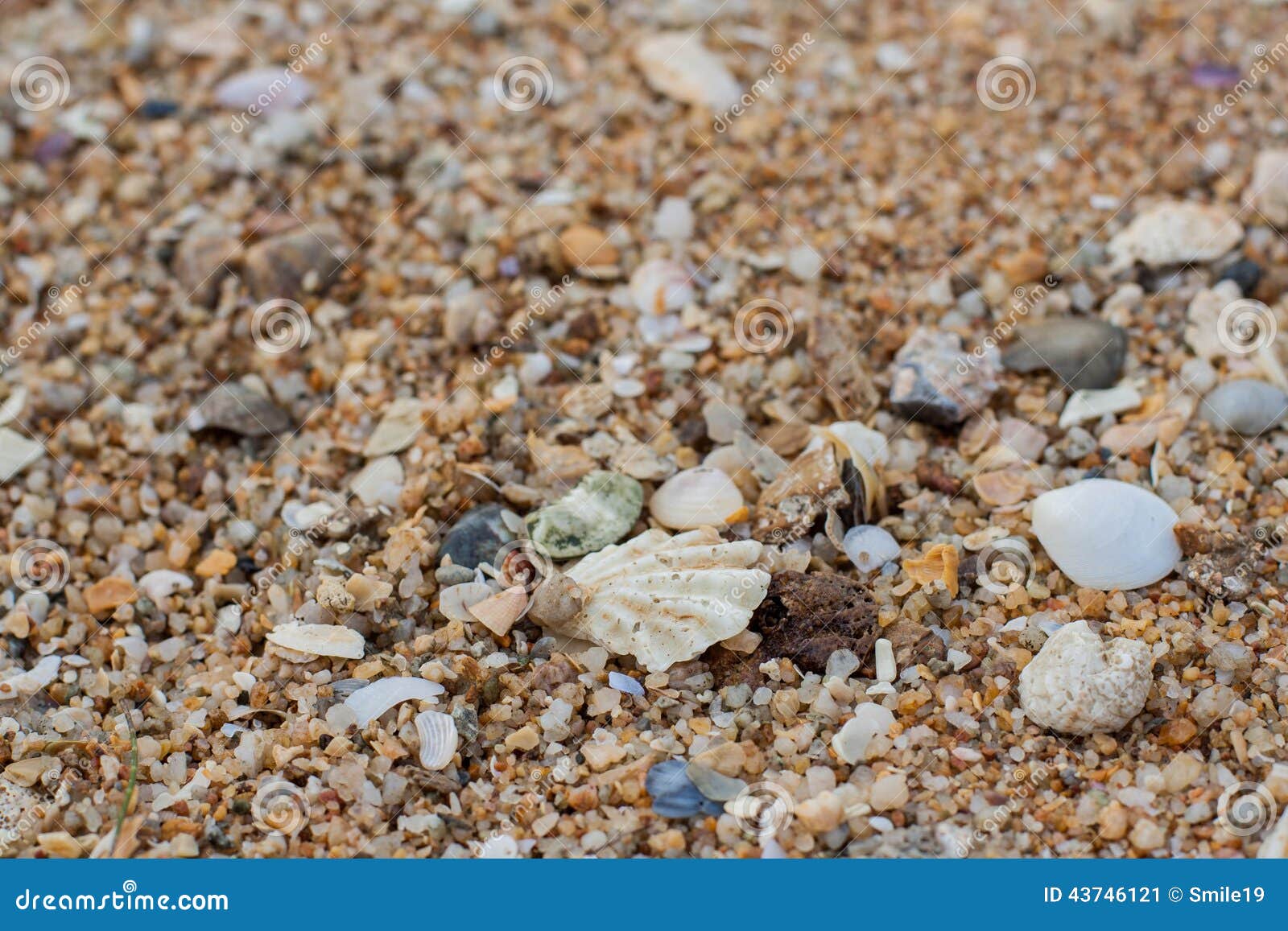 Sea Sand Texture Made of Shell and Stone Pieces. Stock Image - Image of ...