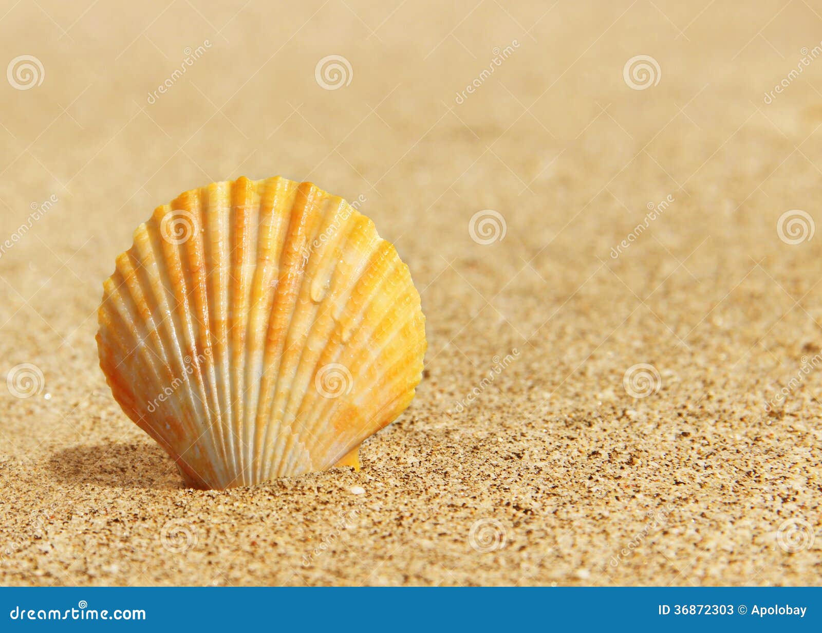 Sea Scallops Shell on a Beach Stock Image - Image of crystal ...