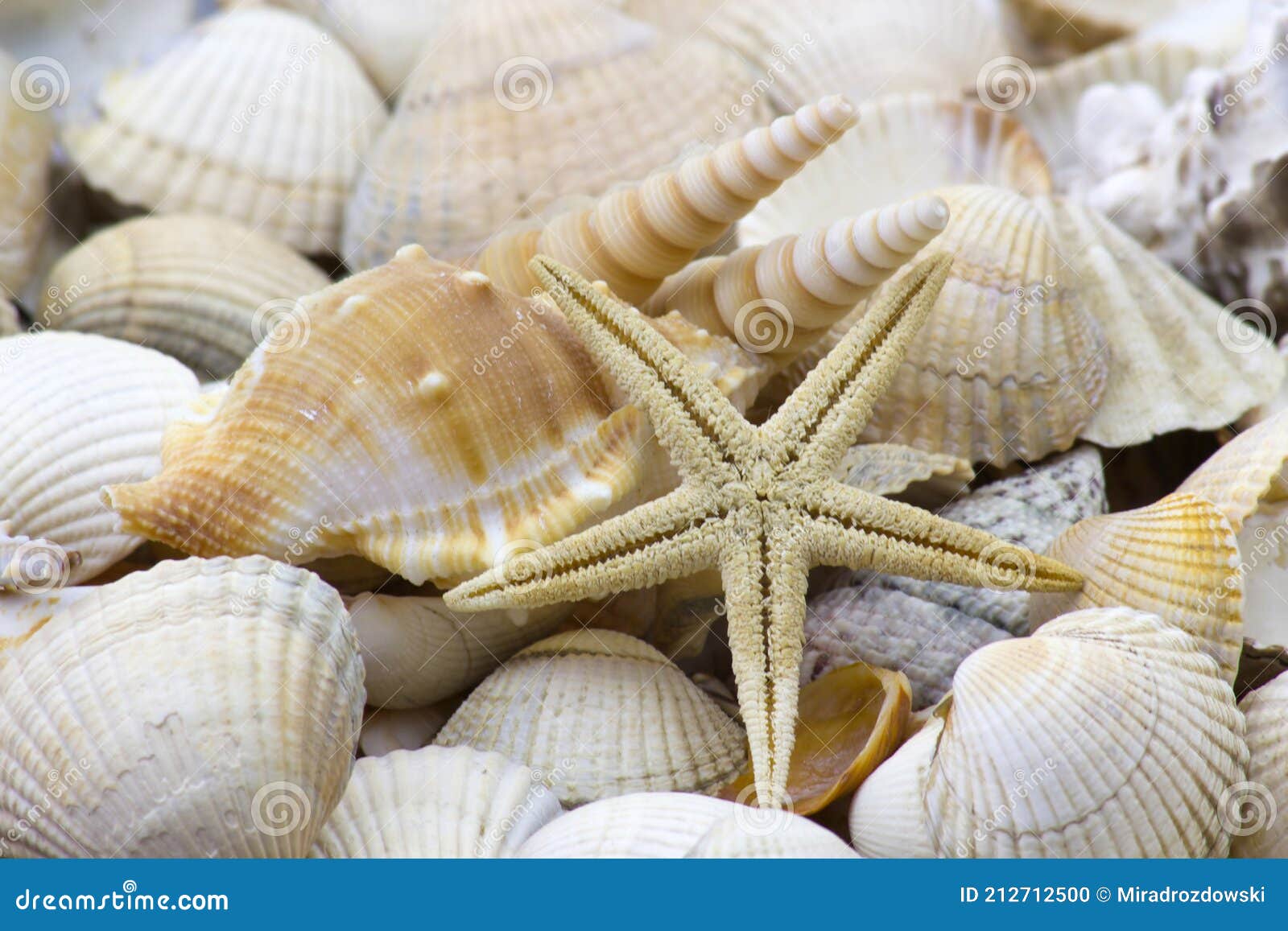 Sea Schells Background Stock Photography | CartoonDealer.com #212712500