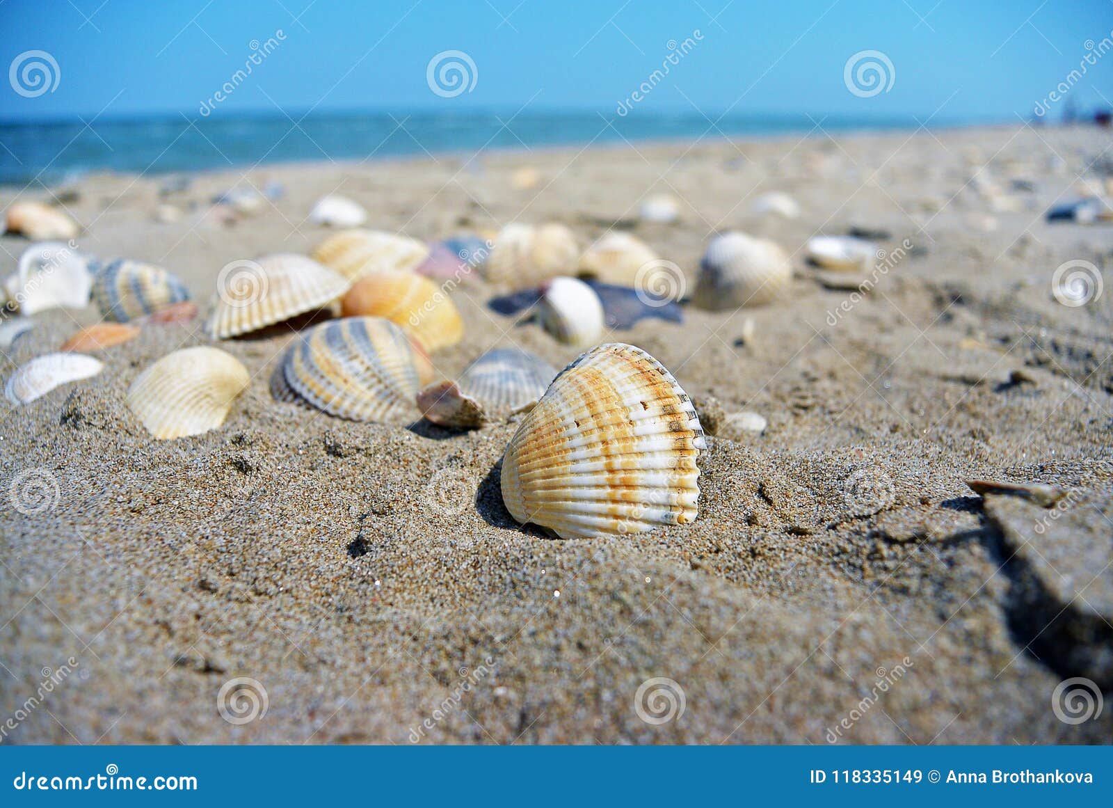 Colorful Seashells On The Sand