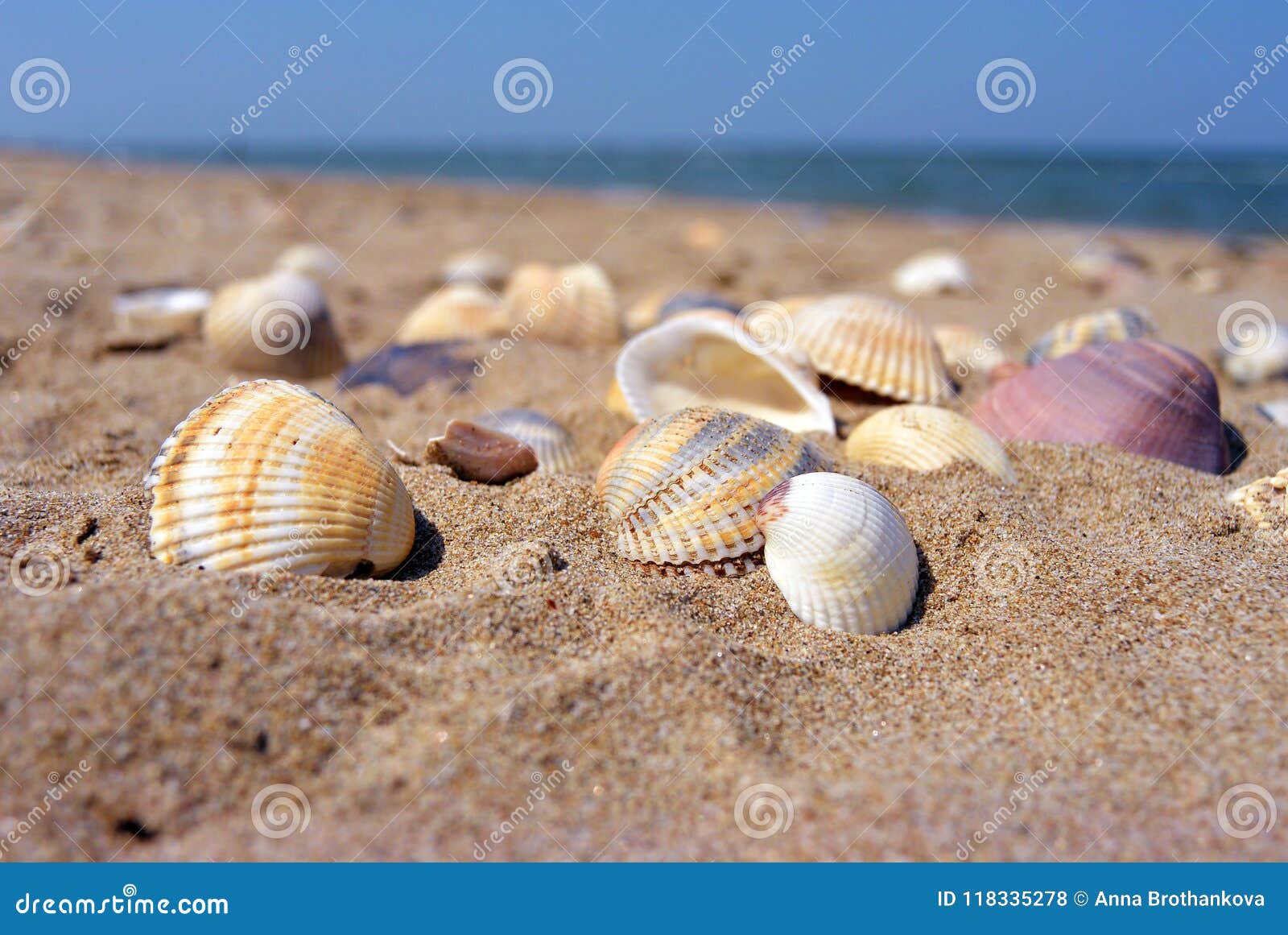 Sea and Seashells. Beach and Colorful Seashells Close-up on the Beach ...
