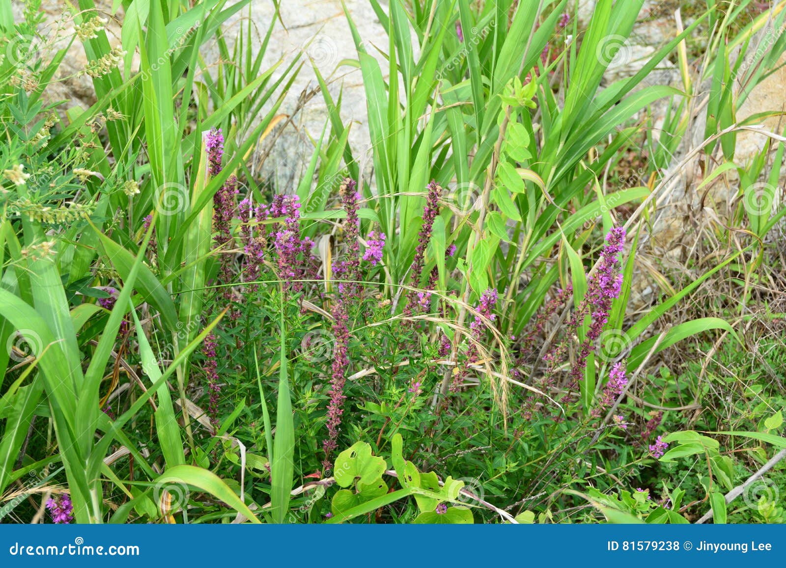 Sea stock photo. Image of swimming, full, landscapes - 81579238