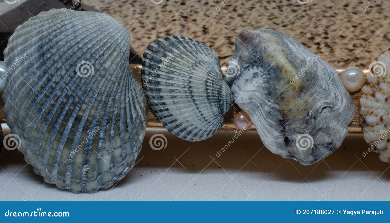 Sea shall on the beach stock image. Image of beach, looking - 207188027