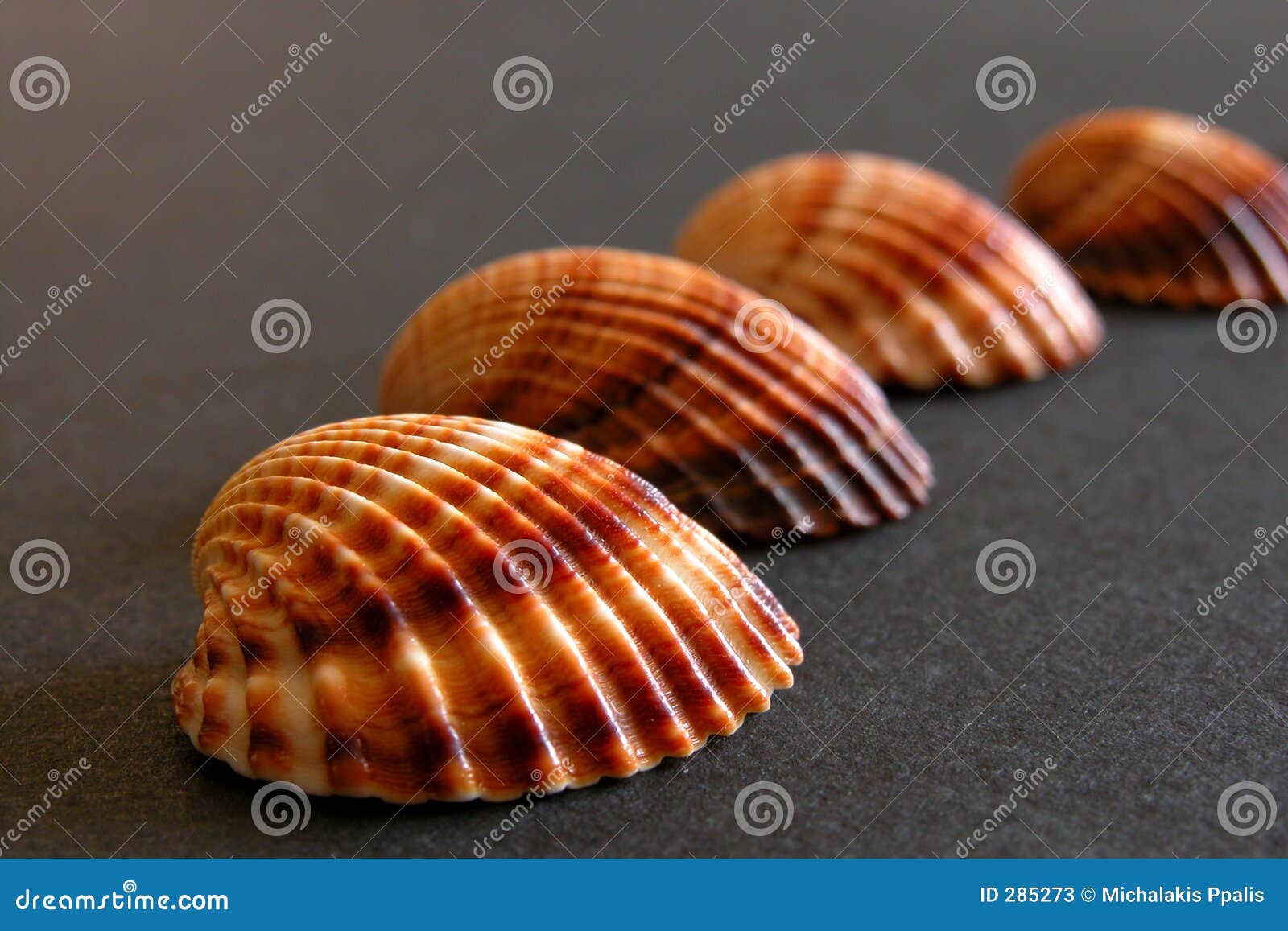 Sea Sheels stock image. Image of life, shells, still, brown - 285273