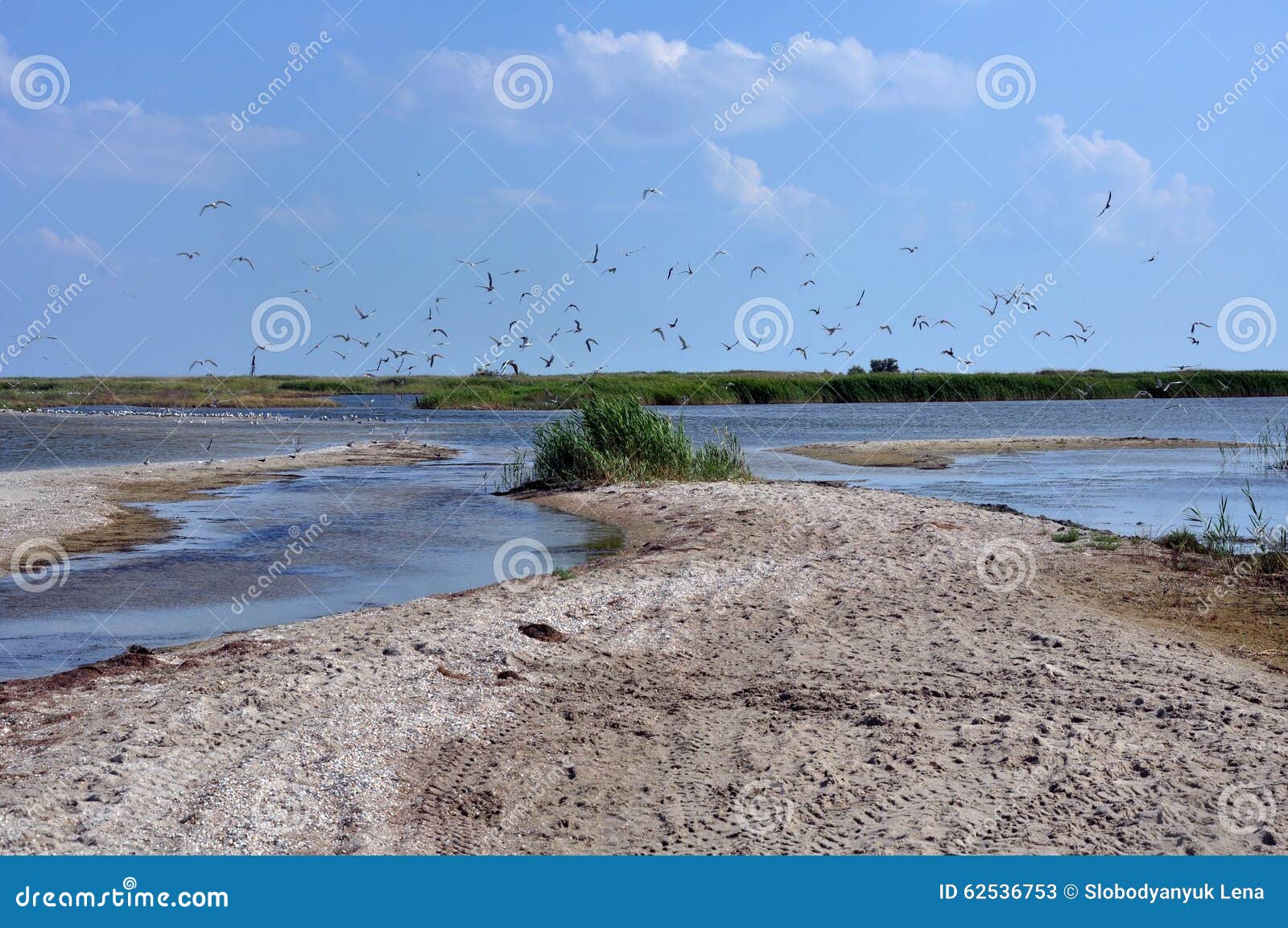 Sea shelf stock image. Image of holiday, scene, space - 62536753