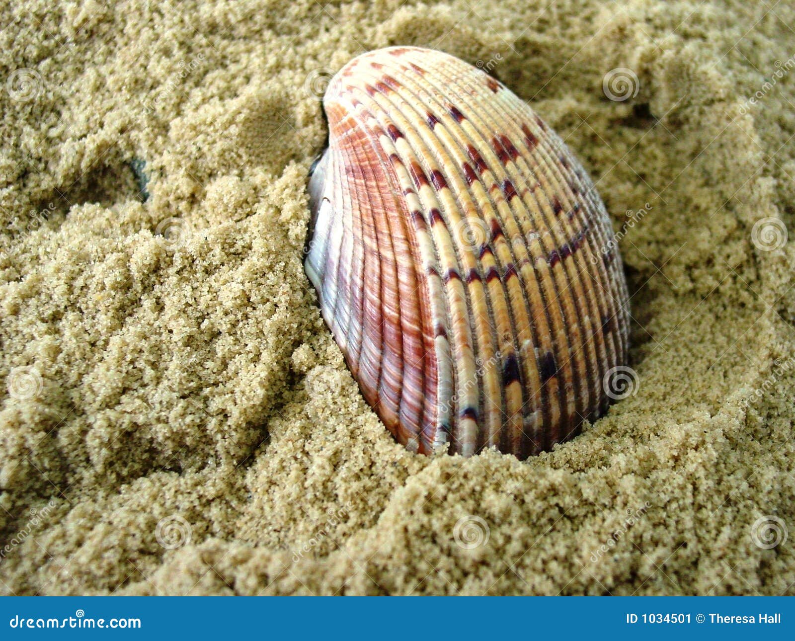 Sea Shell stock image. Image of colorful, nature, macro - 1034501