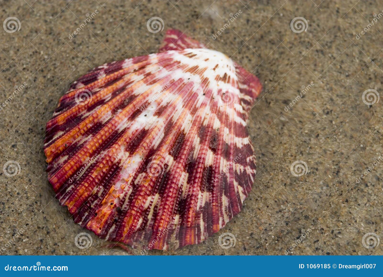 Sea Shell Royalty Free Stock Photo - Image: 1069185