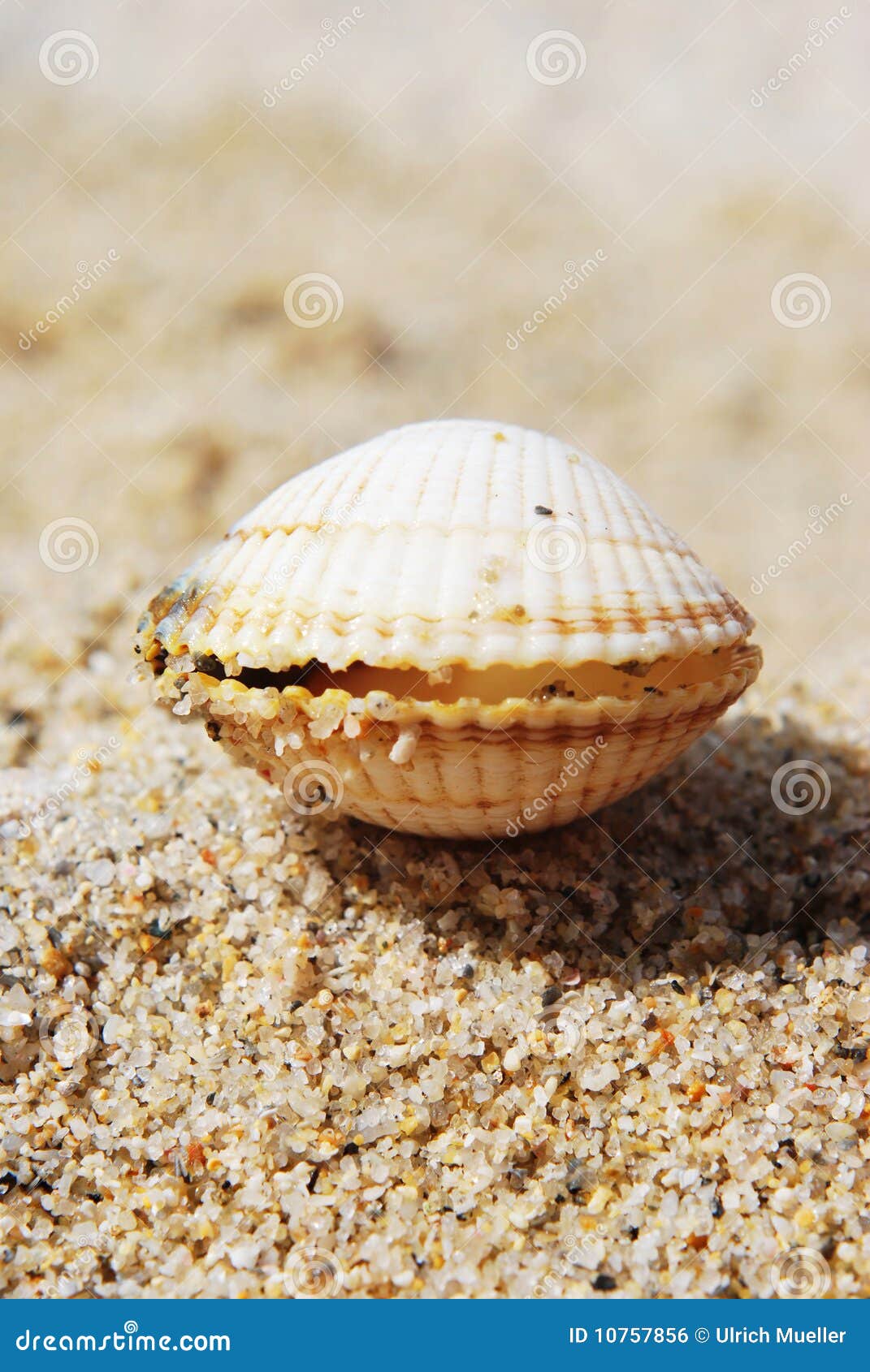 Sea shell stock photo. Image of object, summer, detail - 10757856