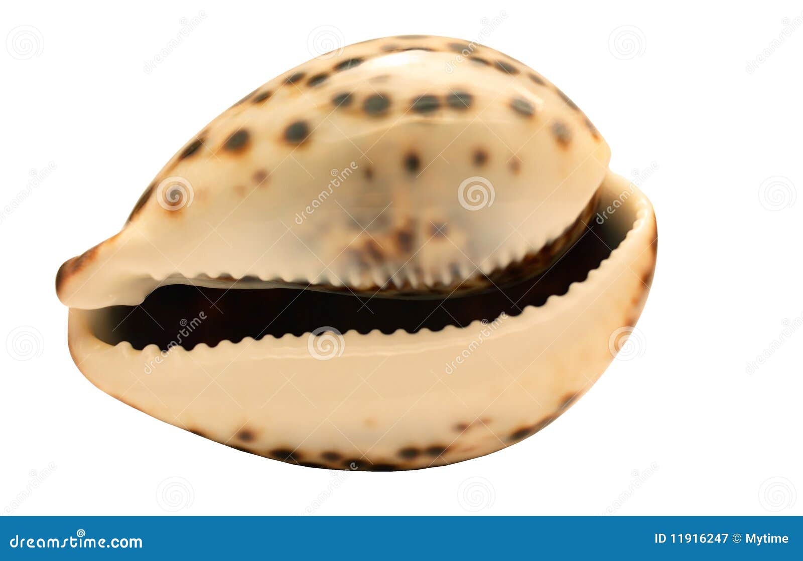 Sea shell stock image. Image of teeth, sand, fissure - 11916247