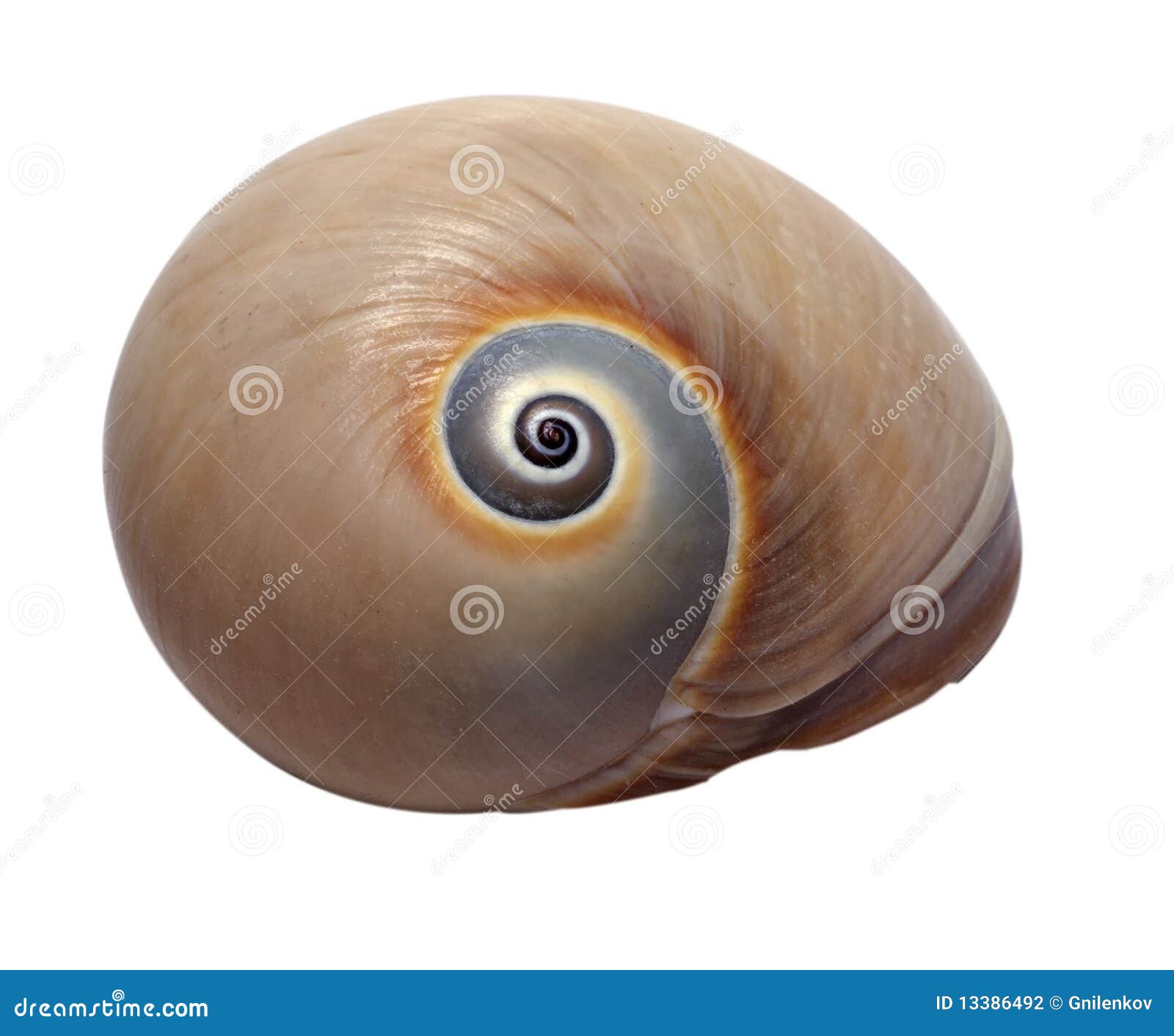 Sea shell stock photo. Image of coastline, swirl, conch - 13386492