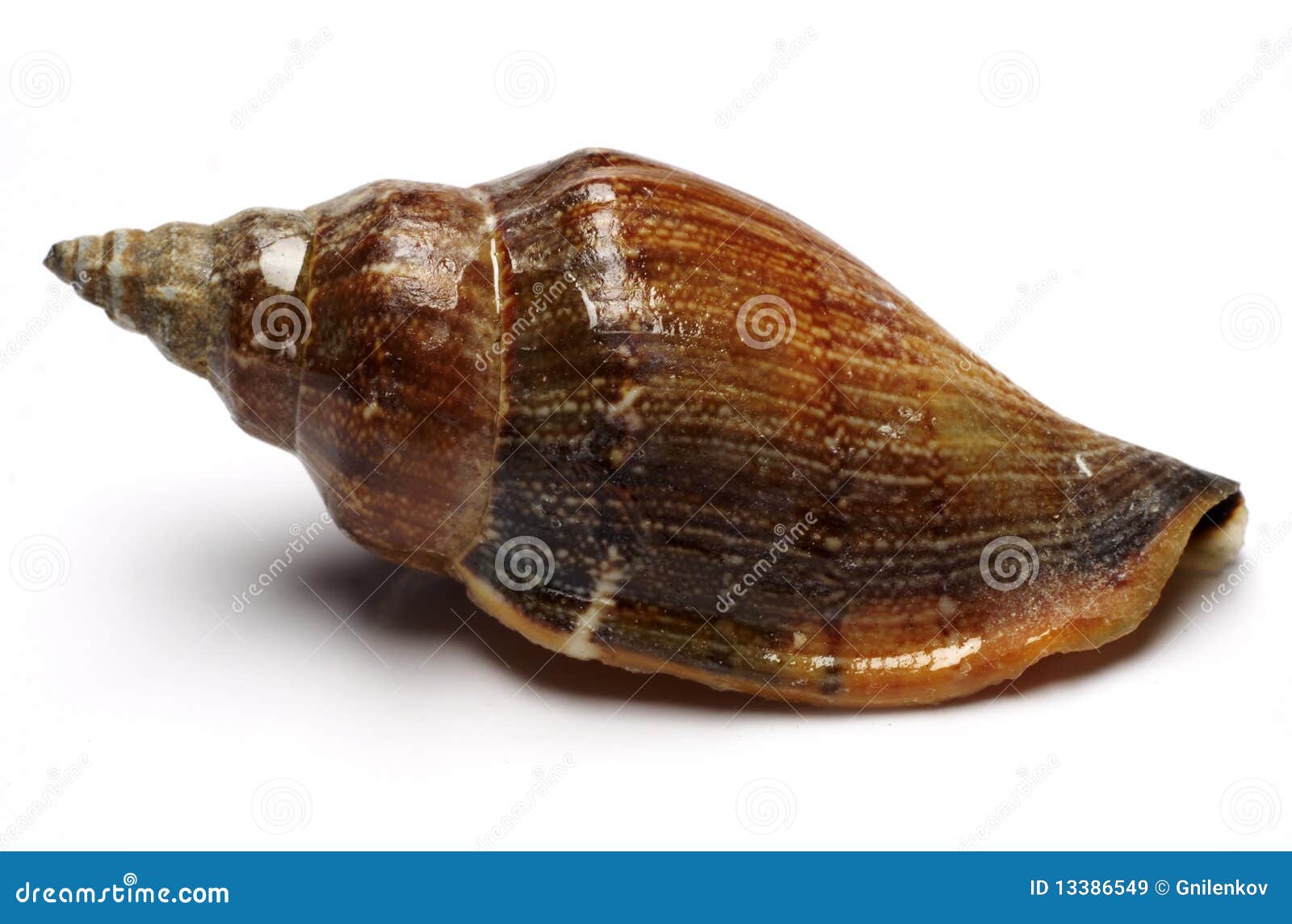 Sea shell stock image. Image of rough, mollusk, coral - 13386549
