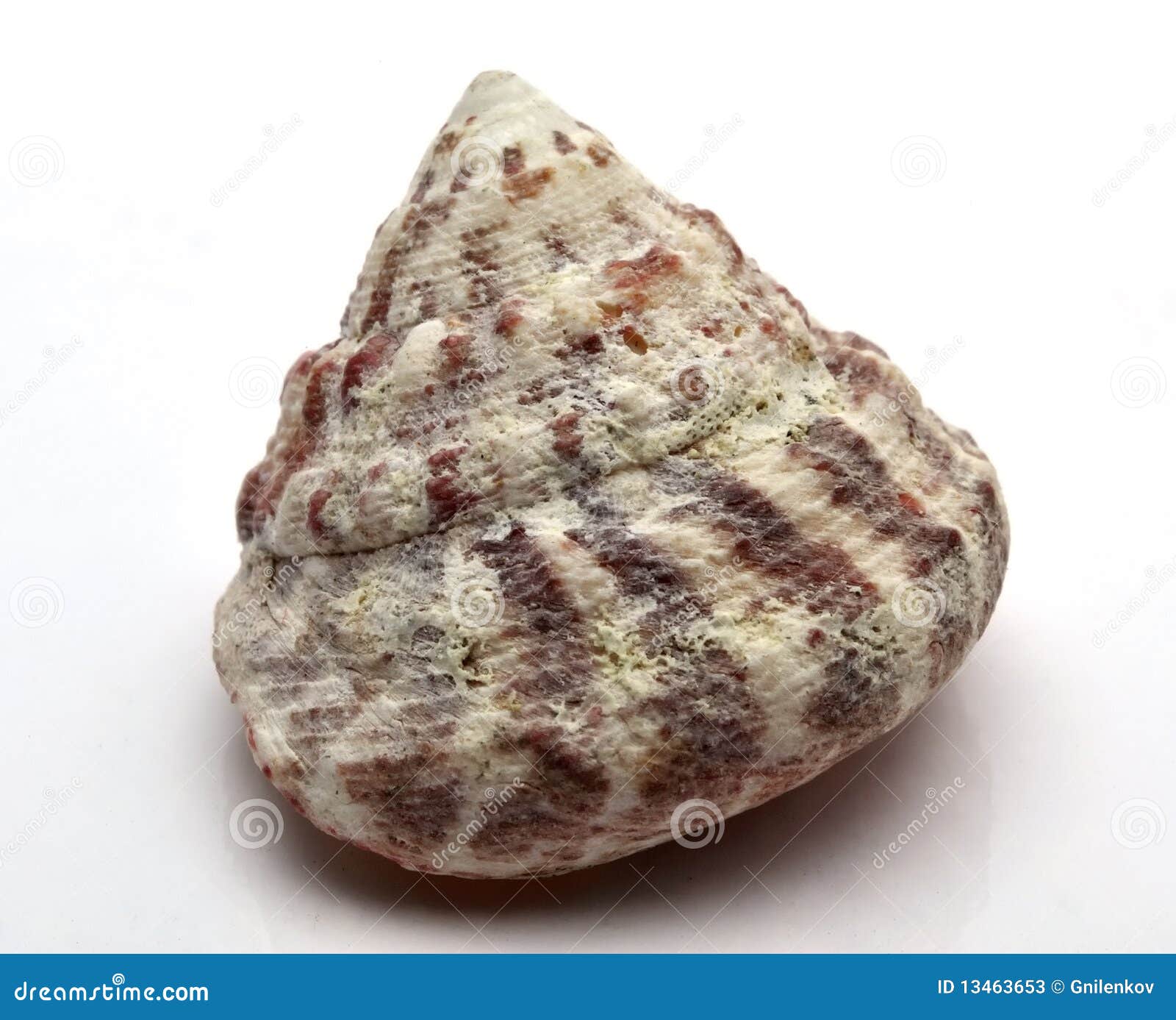 Sea shell stock image. Image of pattern, object, curled - 13463653