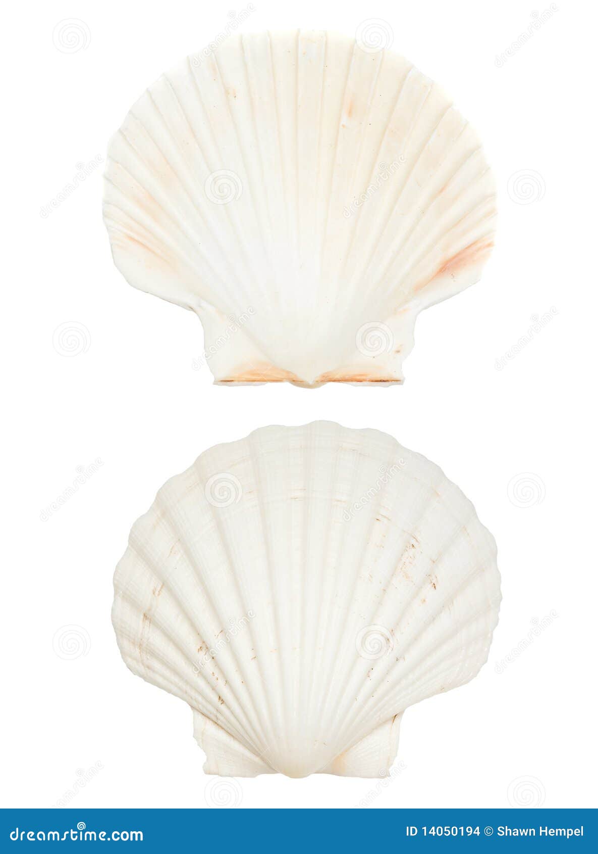 Sea shell stock photo. Image of symbol, studio, shape - 14050194