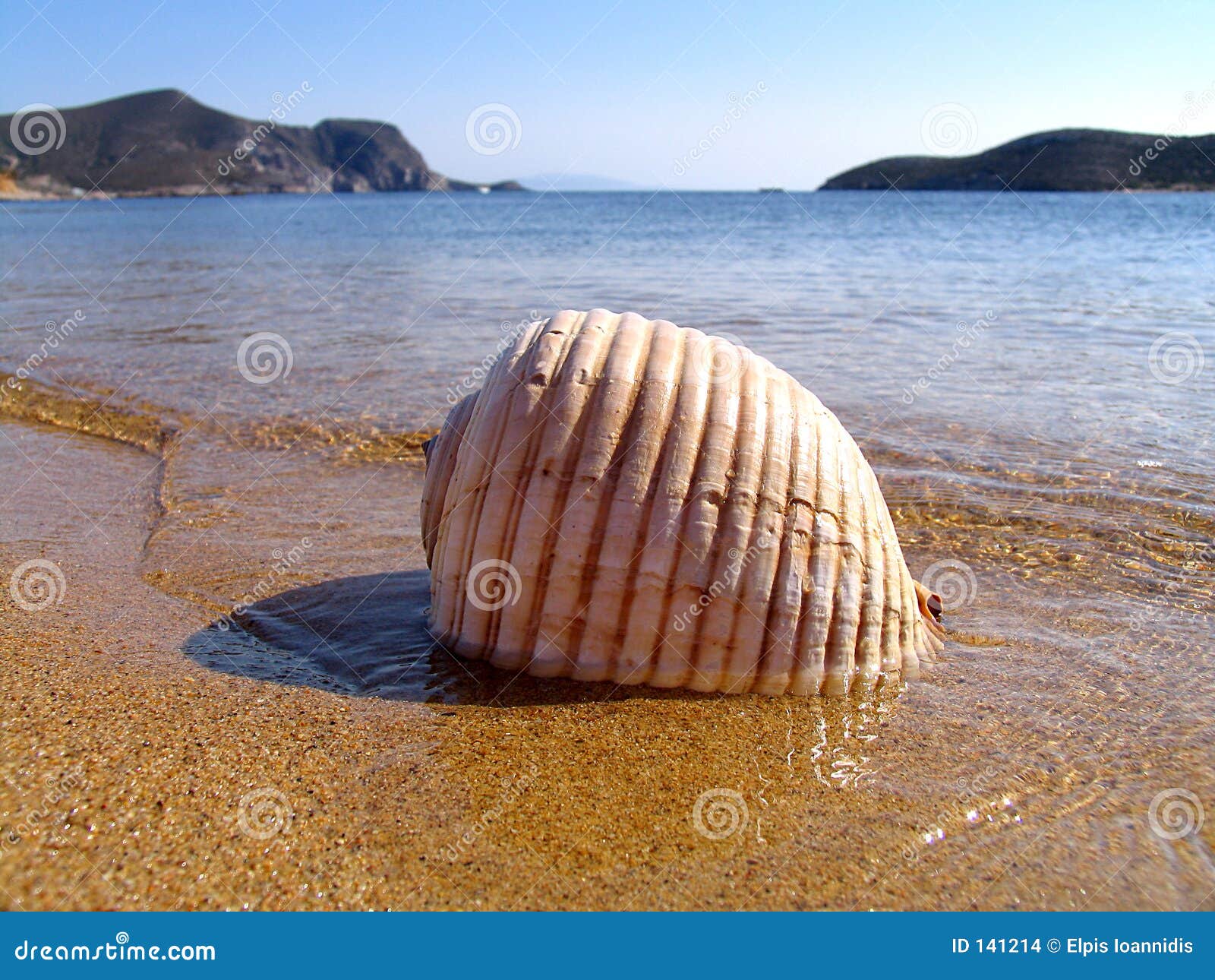 Sea shell, stock photo. Image of peaceful, water, shore - 141214