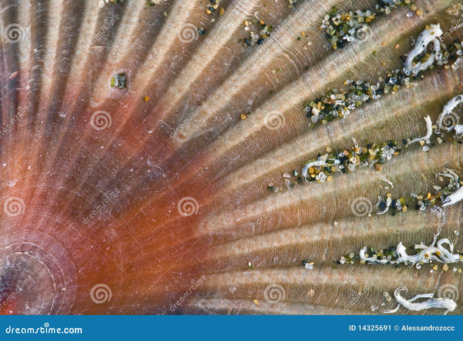 Sea Shell ,Pecten Scallops ,saltwater Clams Isolated On White ...
