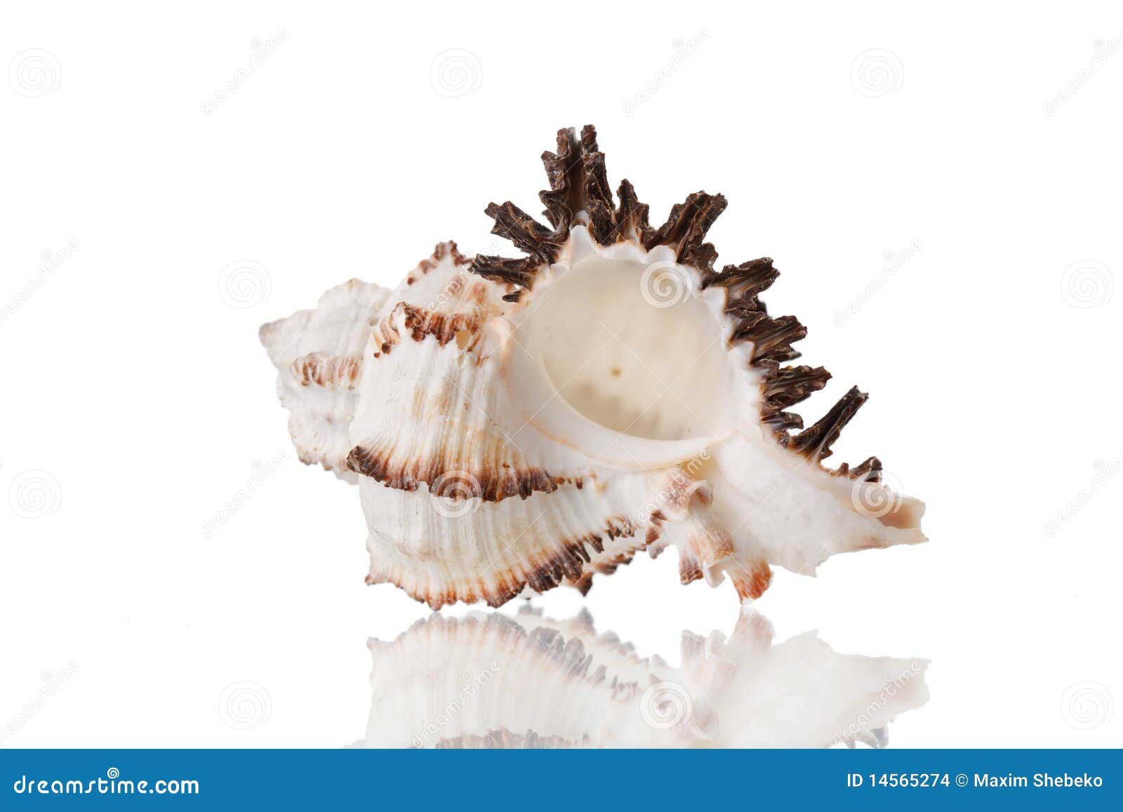 Sea Shell stock photo. Image of creature, single, shellfish - 14565274