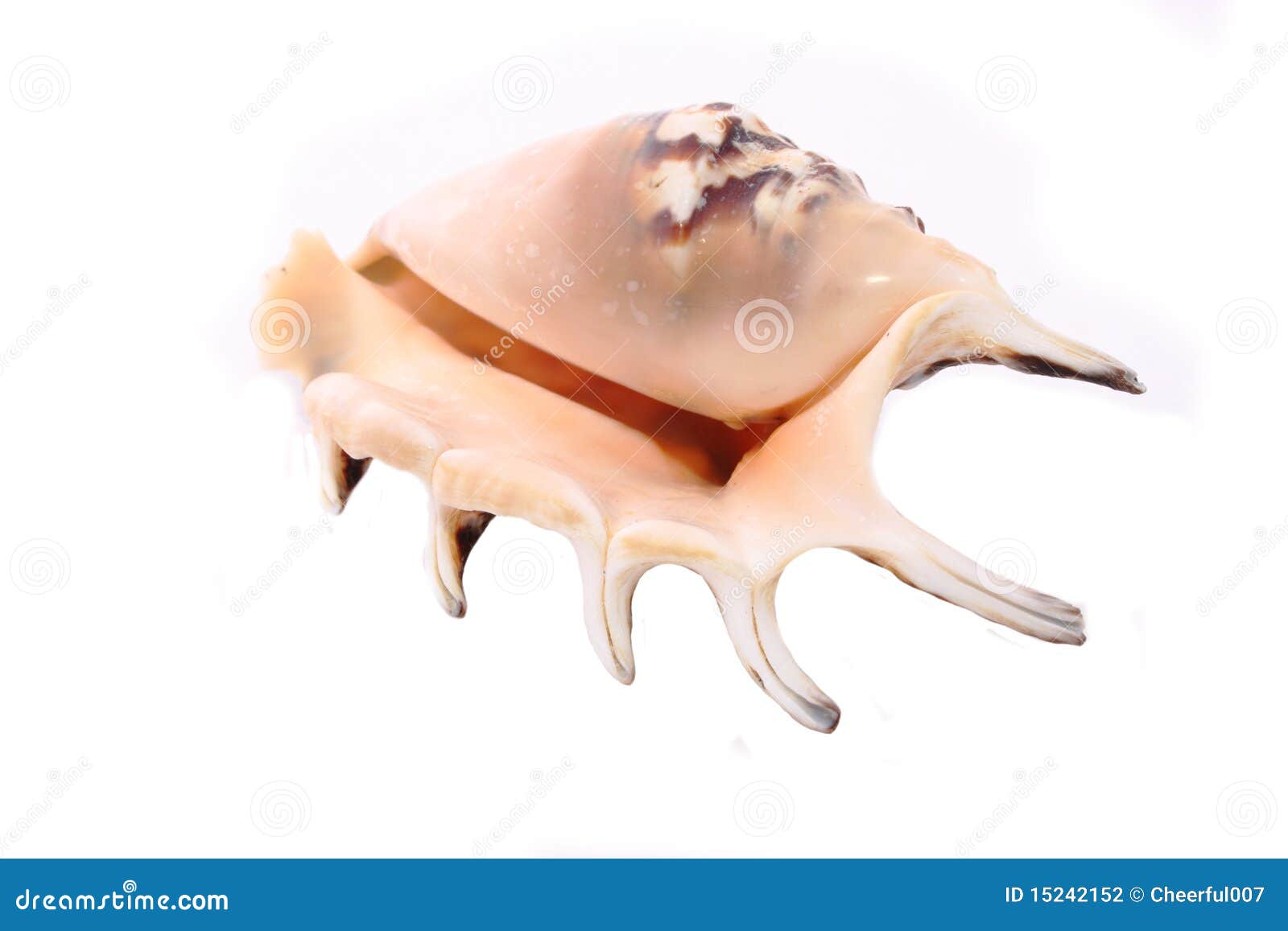 Sea Shell stock photo. Image of black, mollusk, pink - 15242152