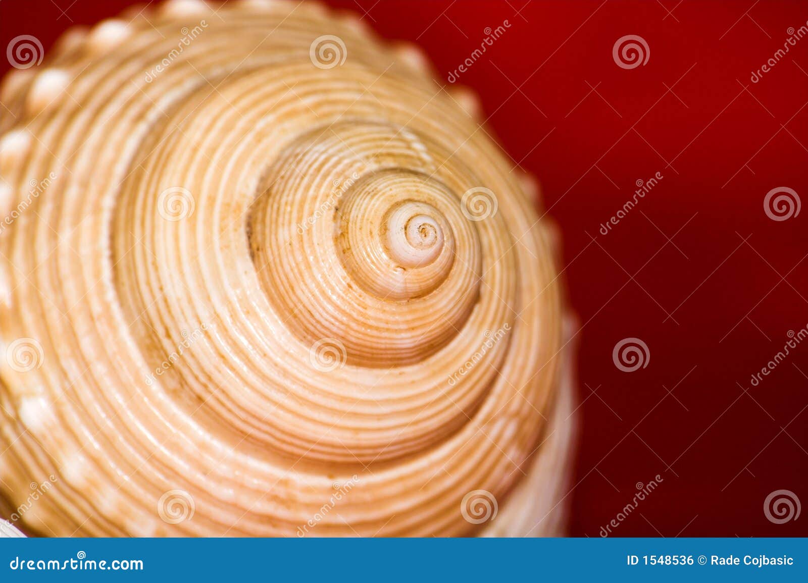 Sea shell stock photo. Image of mediterranean, conch, holidays - 1548536