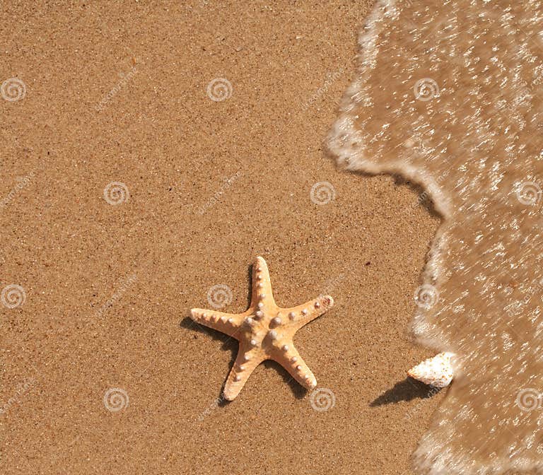 Sea shell stock image. Image of relax, peaceful, relaxation - 15752787