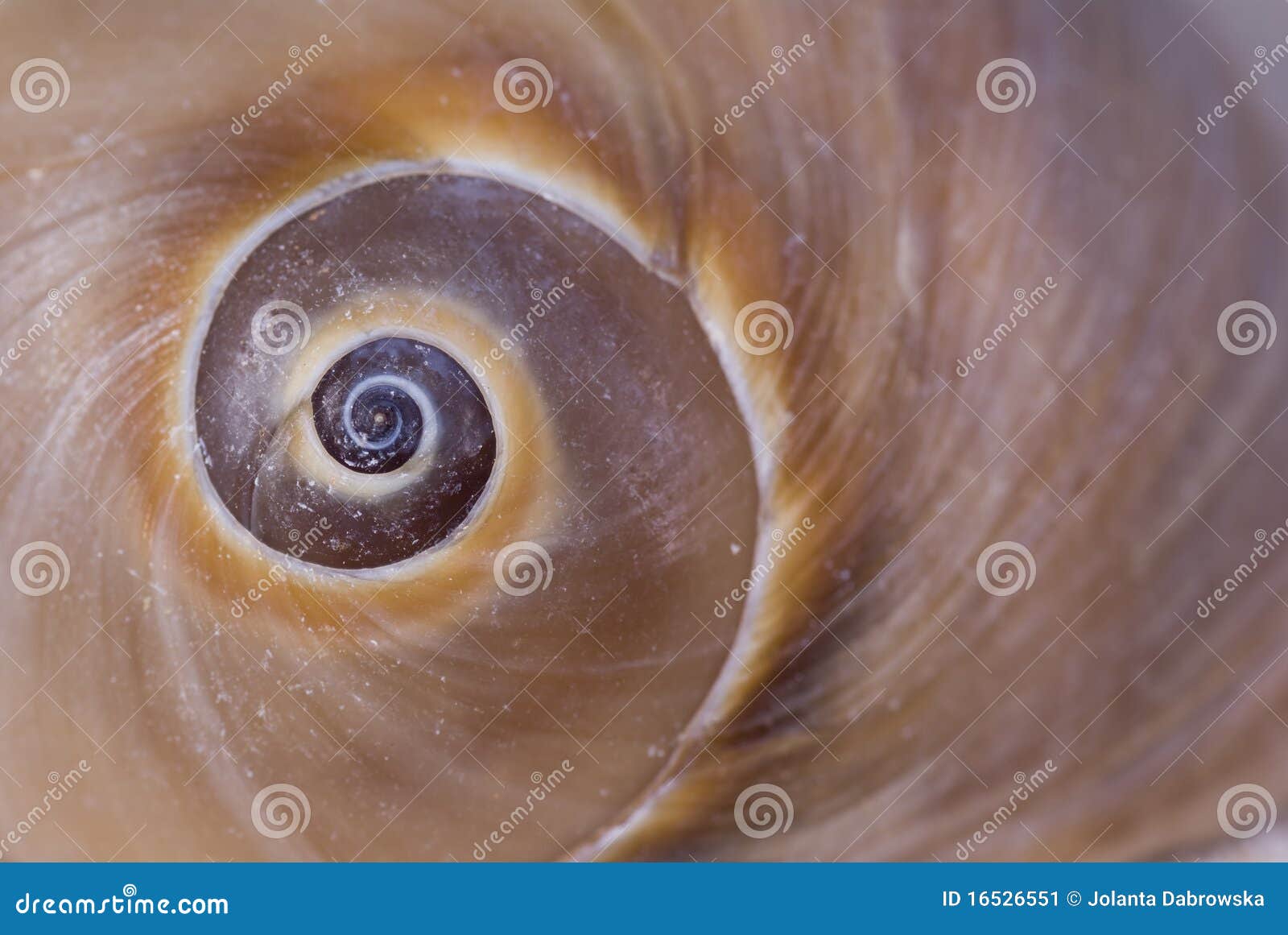 Sea shell stock image. Image of macro, brown, shell, spiral - 16526551