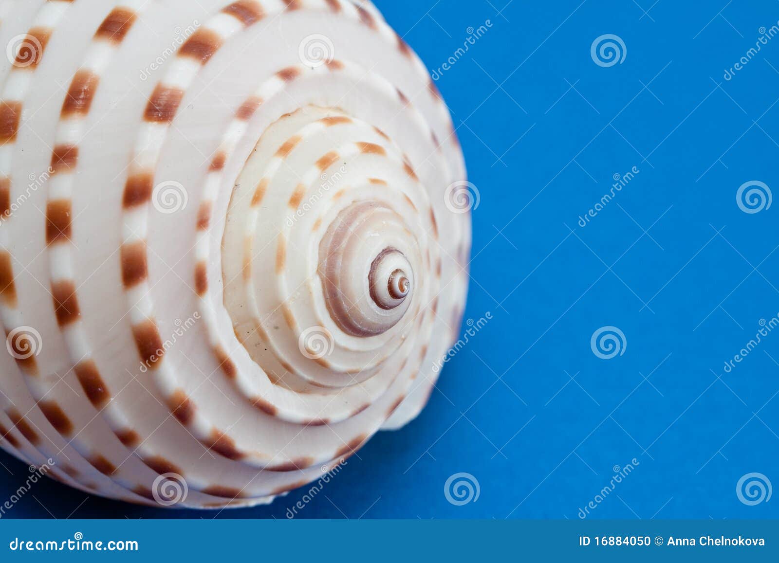 Sea shell. stock photo. Image of macro, seashell, marine - 16884050